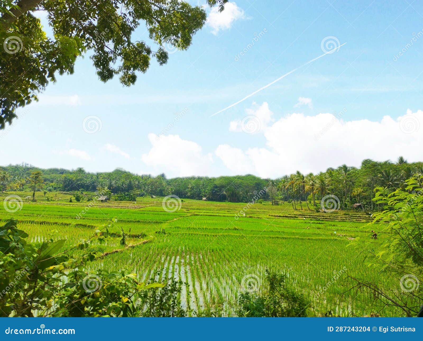 Beautiful Rice Fields with Clear Skies Stock Photo - Image of beautiful ...