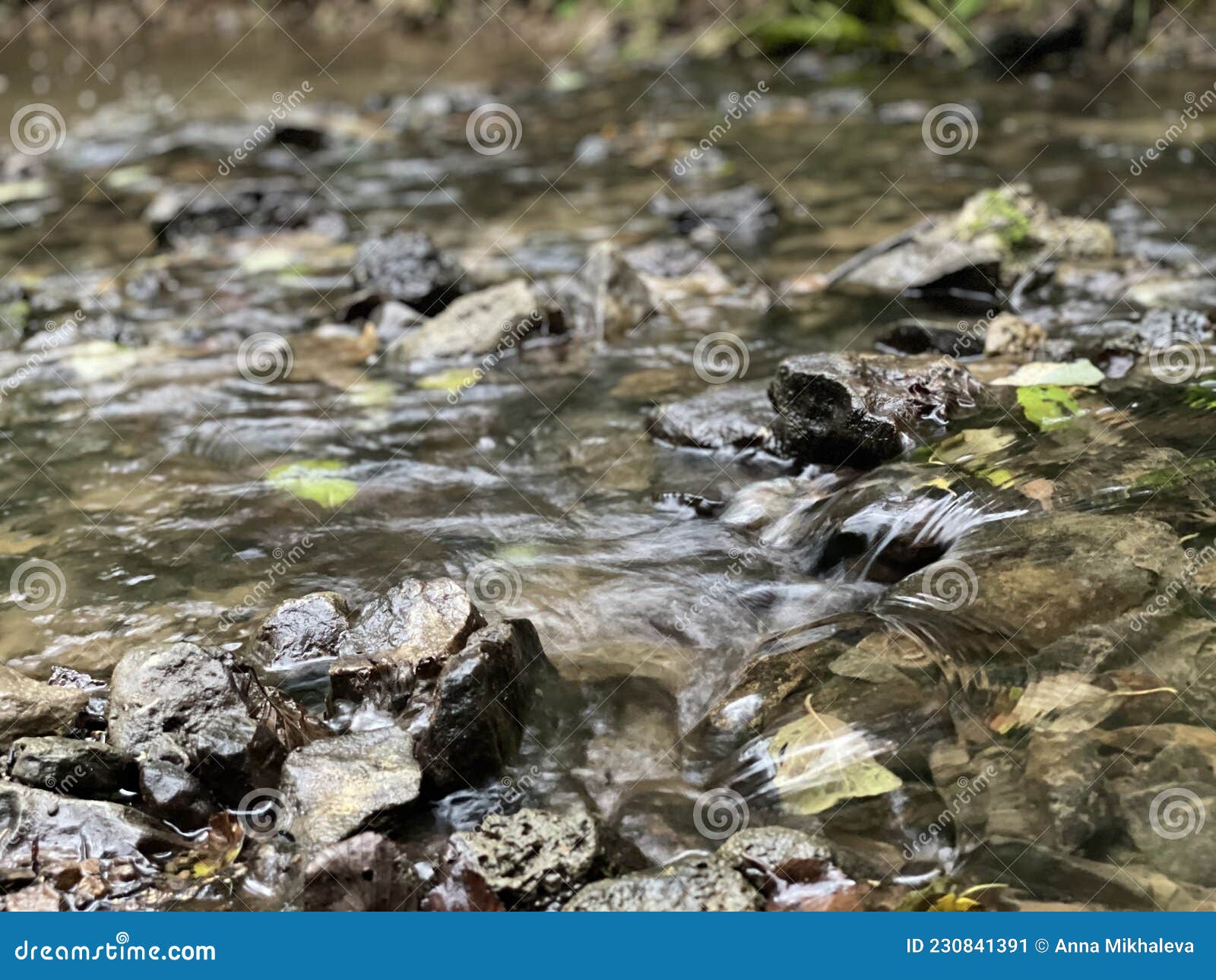 Beautiful Ringing Stream Deep in the Forest Stock Image - Image of ...