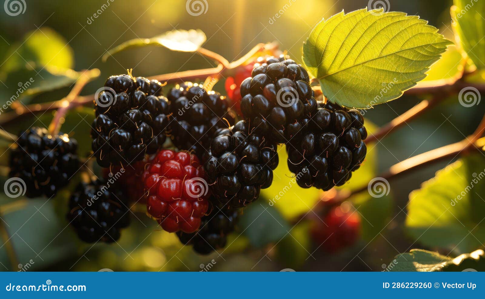 Beautiful Ripe Blackberry Fruit on Tree with Light Glow. Generative AI ...