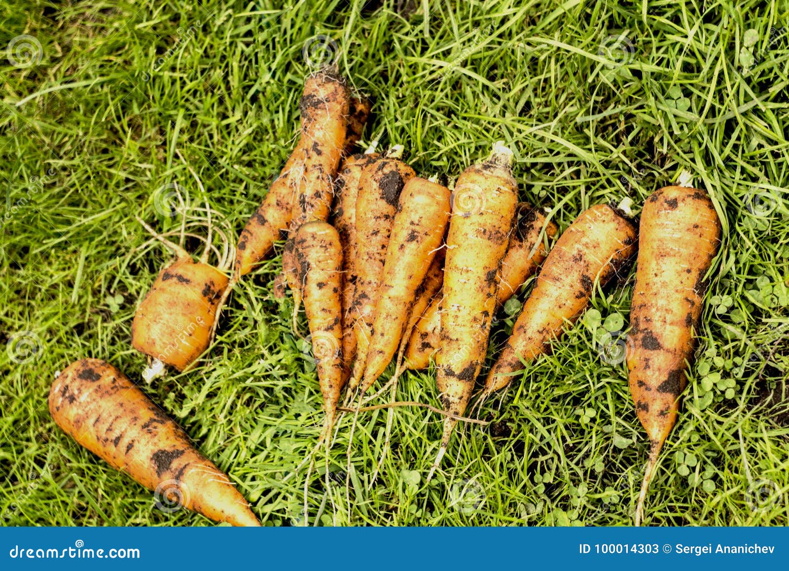 Beautiful ripe carrots stock image. Image of natural - 100014303