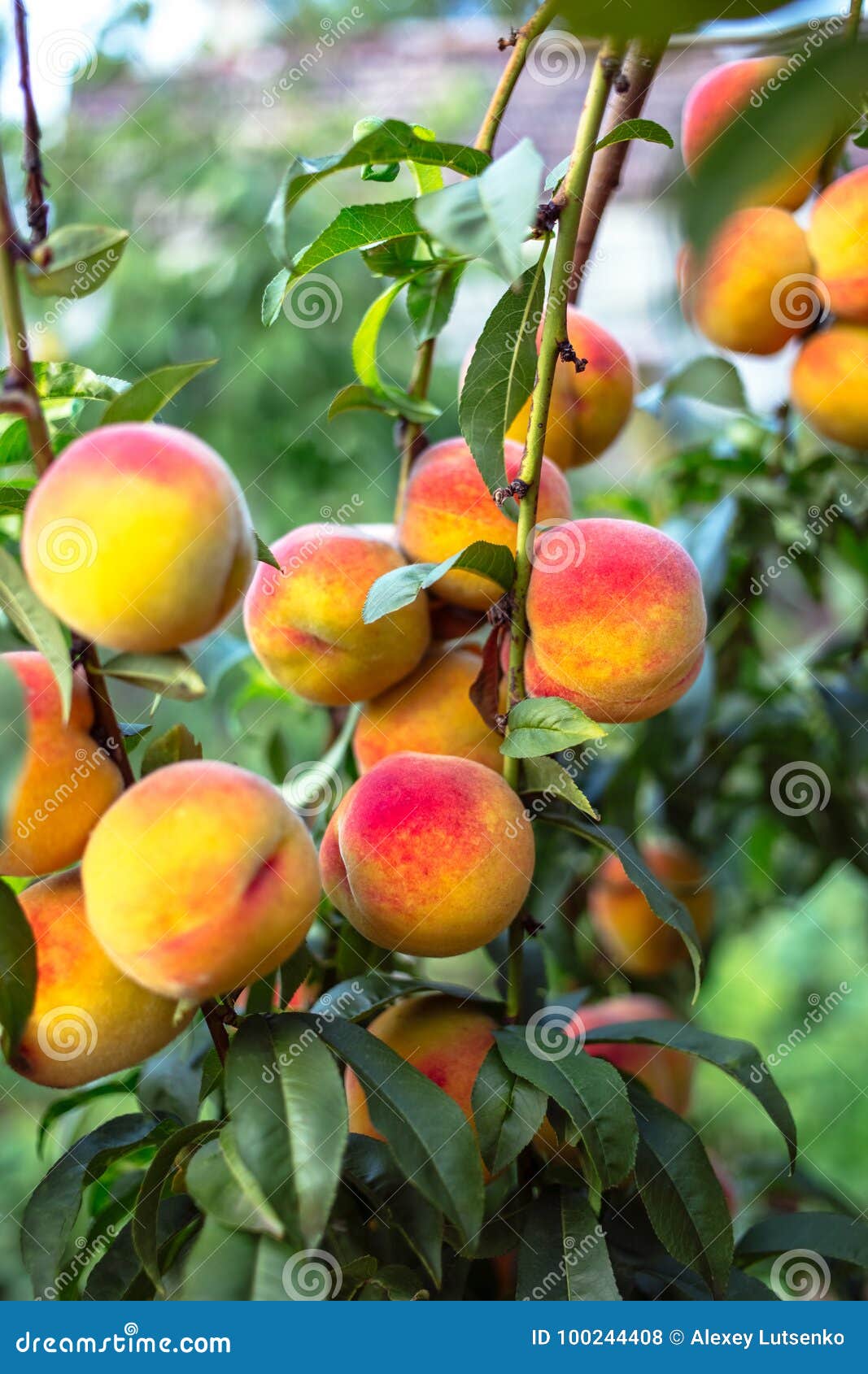Beautiful ripe peaches stock photo. Image of group, color - 100244408