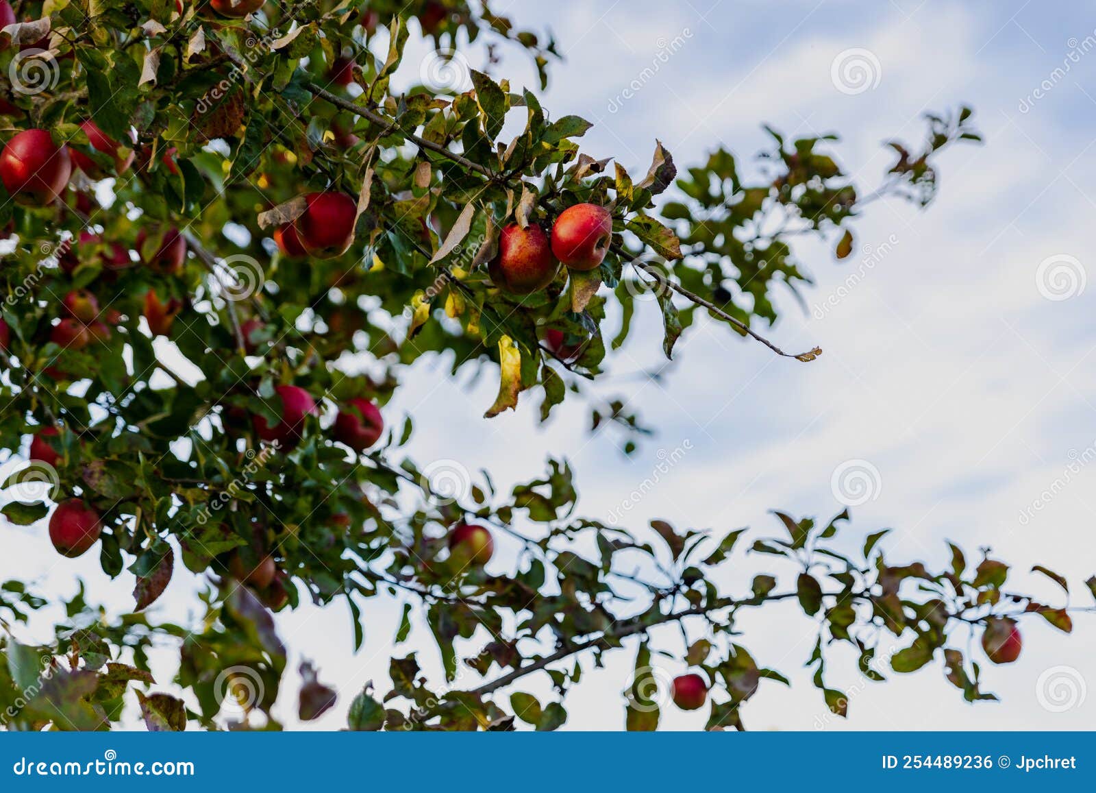 Beautiful Ripe Red Apples in the Fall on an Apple Tree Stock Photo ...