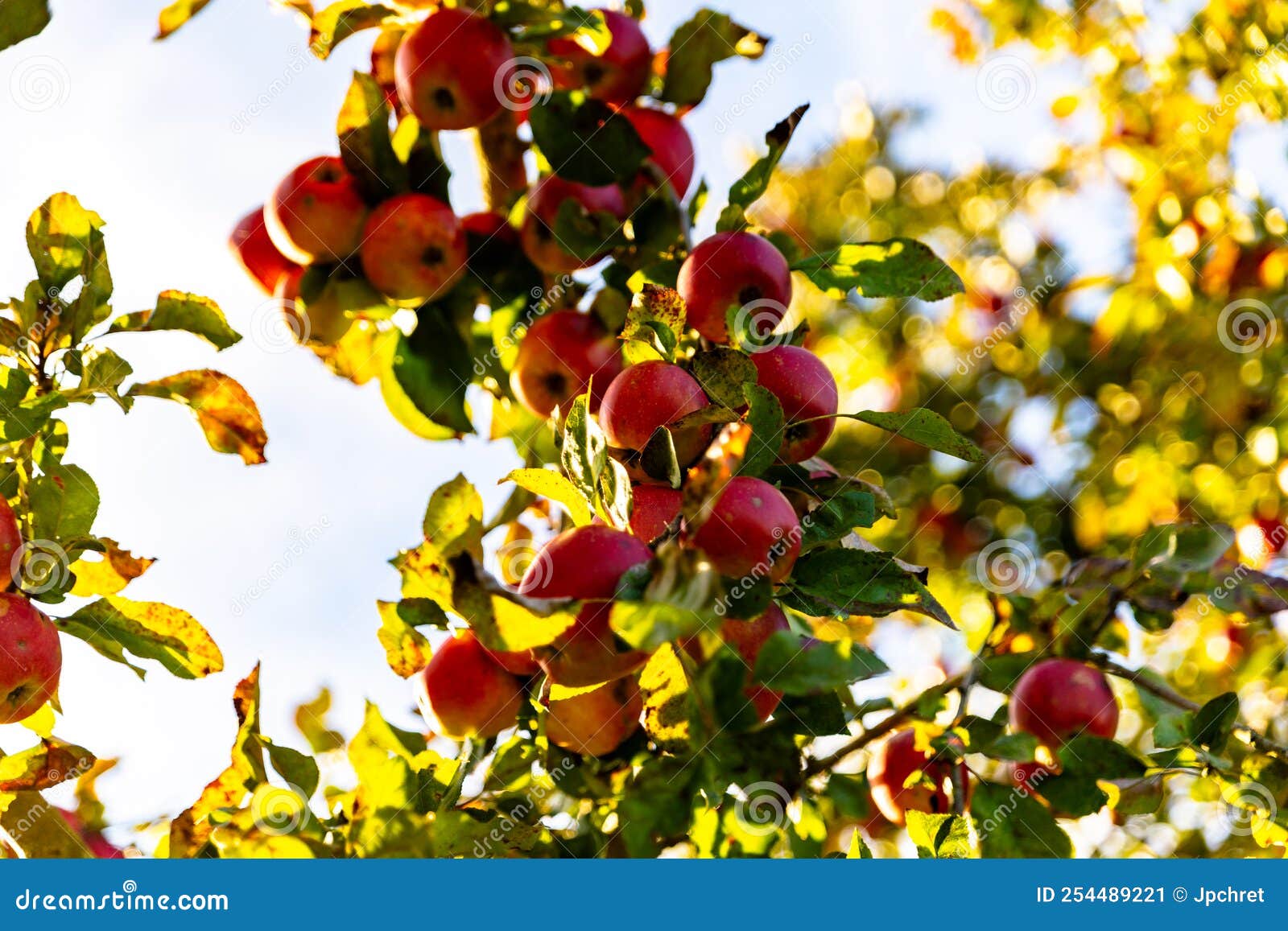 Beautiful Ripe Red Apples in the Fall on an Apple Tree Stock Image ...