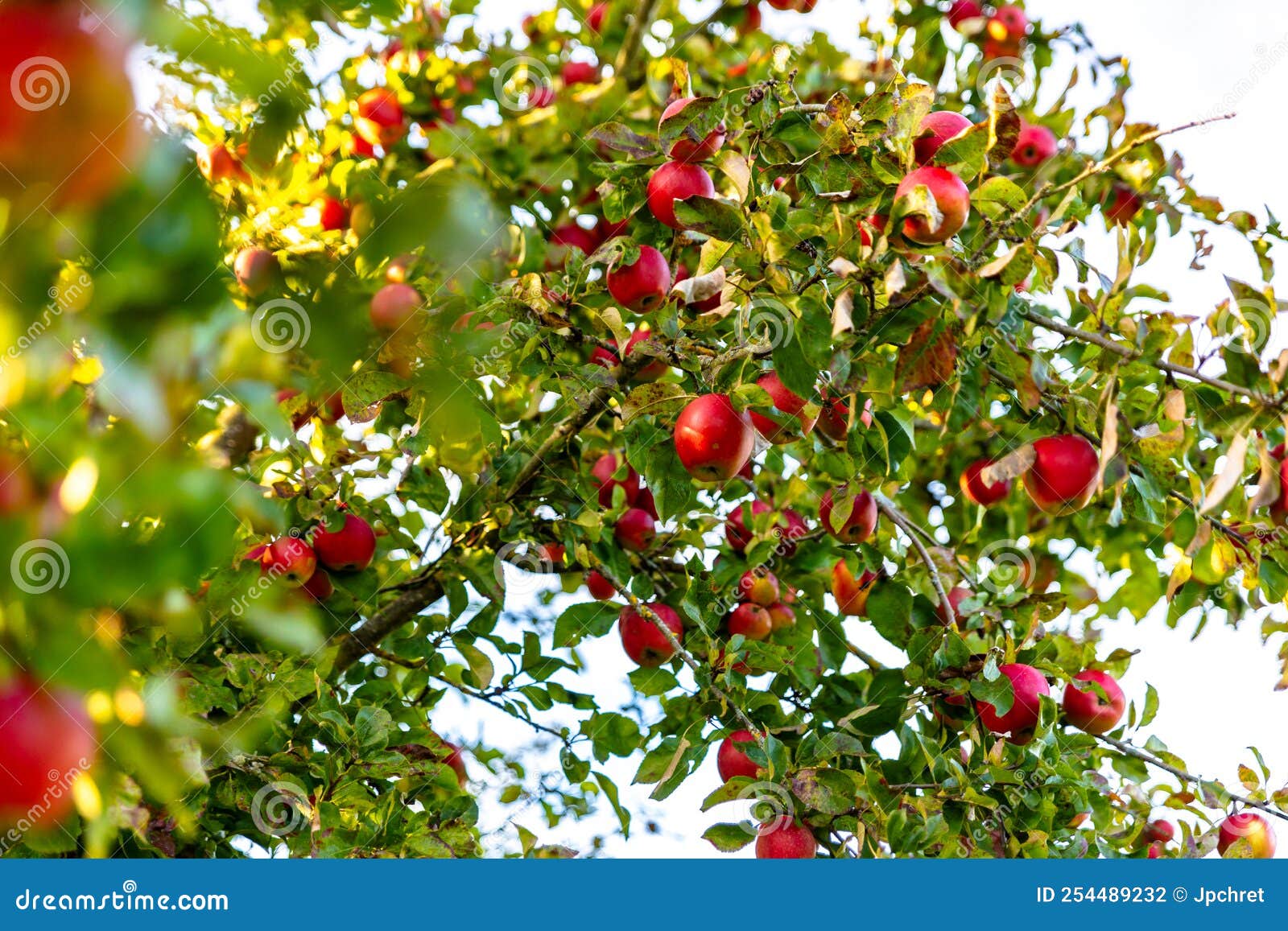 Beautiful Ripe Red Apples in the Fall on an Apple Tree Stock Photo ...