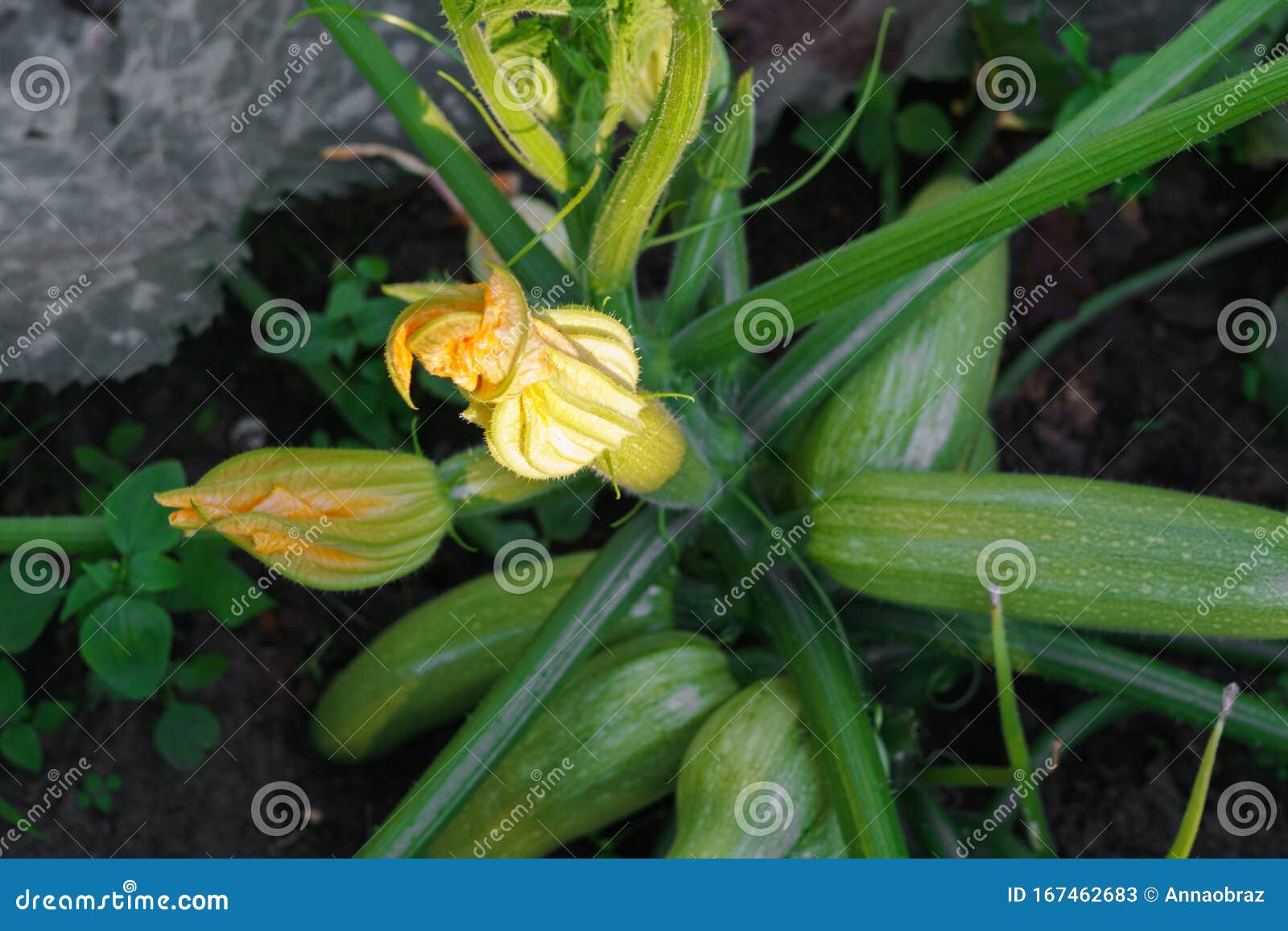 Beautiful Ripening Green Squash in the Garden Stock Image - Image of ...