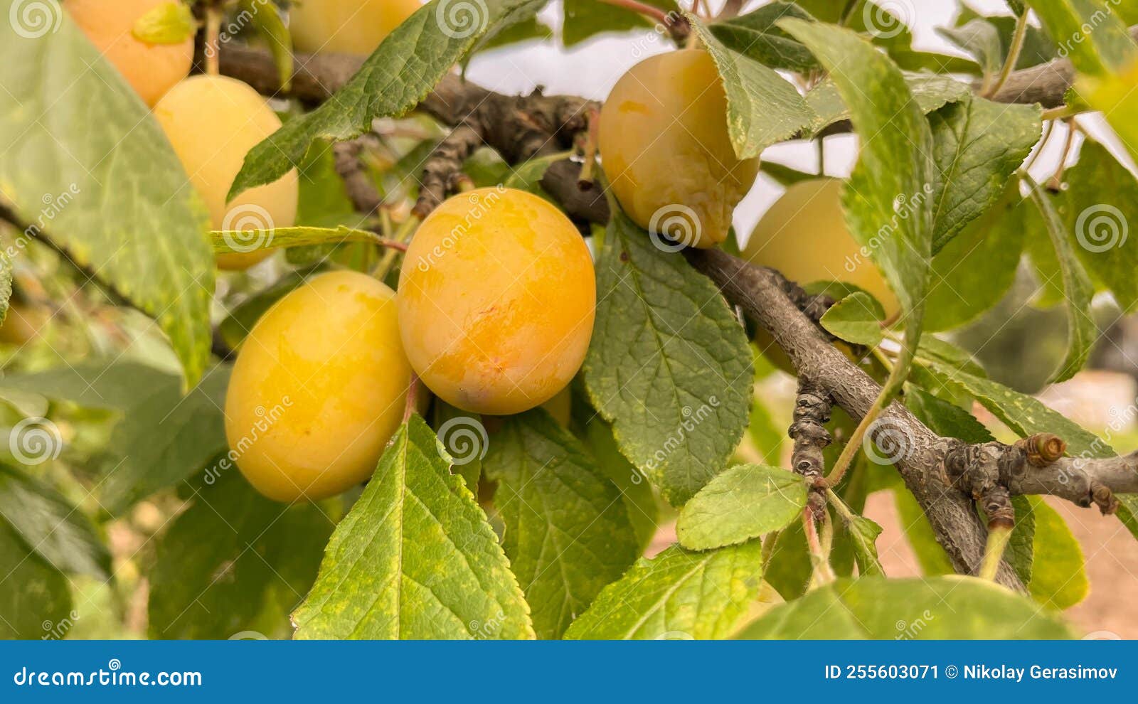 Beautiful Ripening Yellow Plums on a Branch. Stock Image - Image of ...