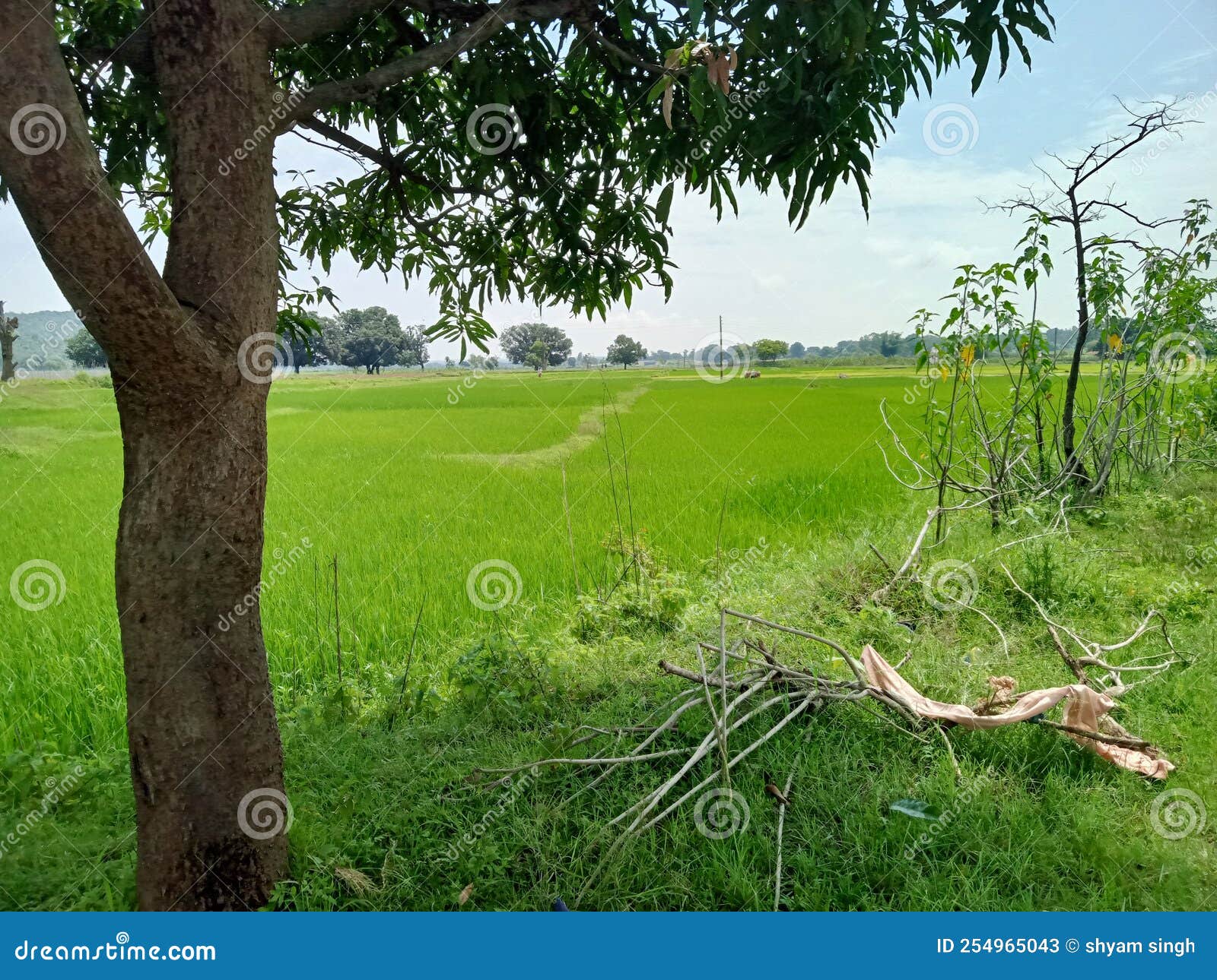 Beautiful Rise Crops Forming and Mango Tree India& X27; Chhattisgarh ...