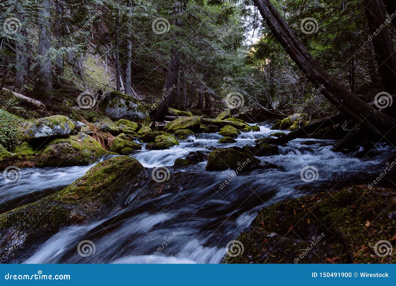 Beautiful River with a Fast Current in a Forest Stock Photo - Image of ...