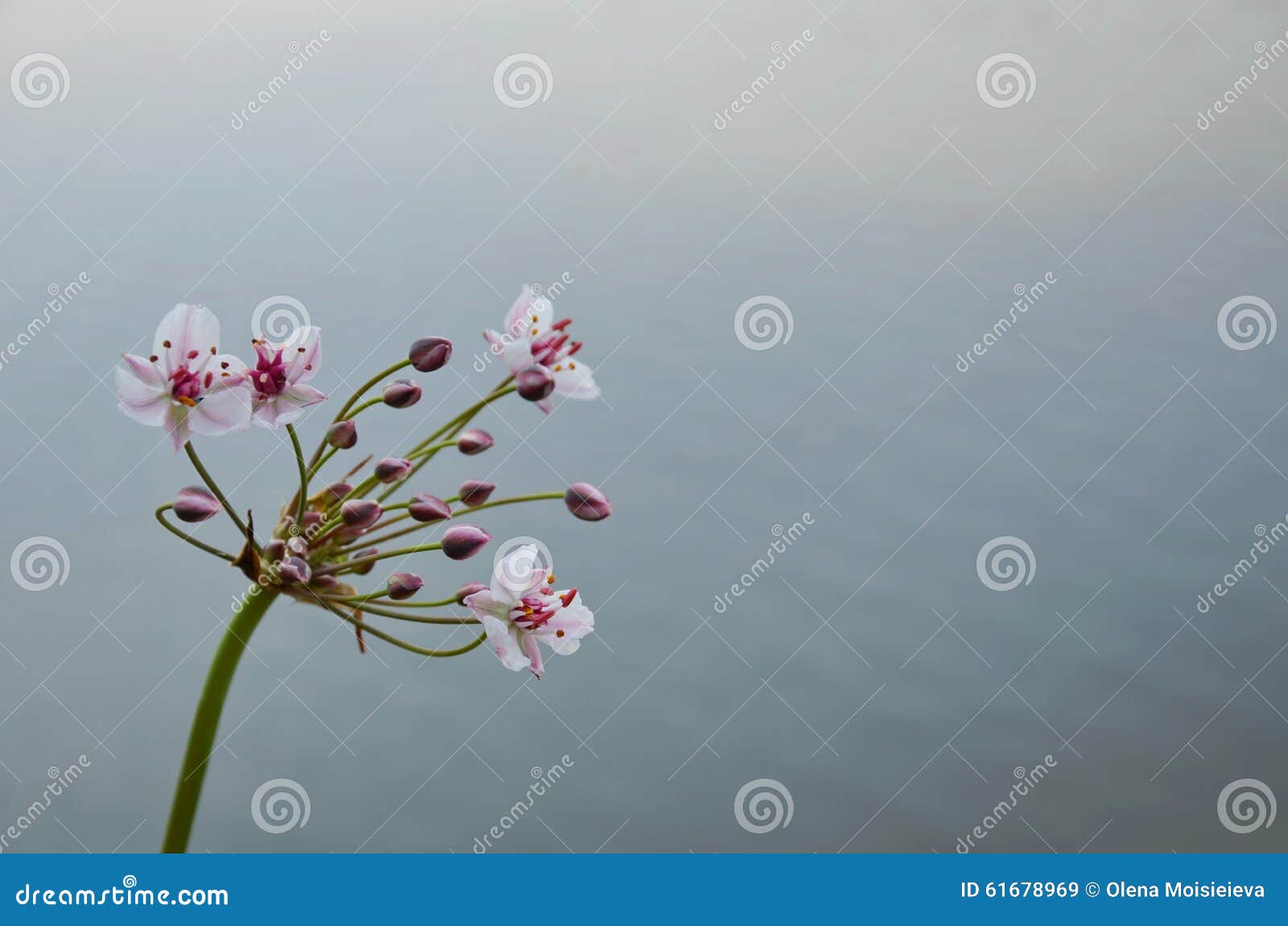 The beautiful river flower stock image. Image of floral - 61678969