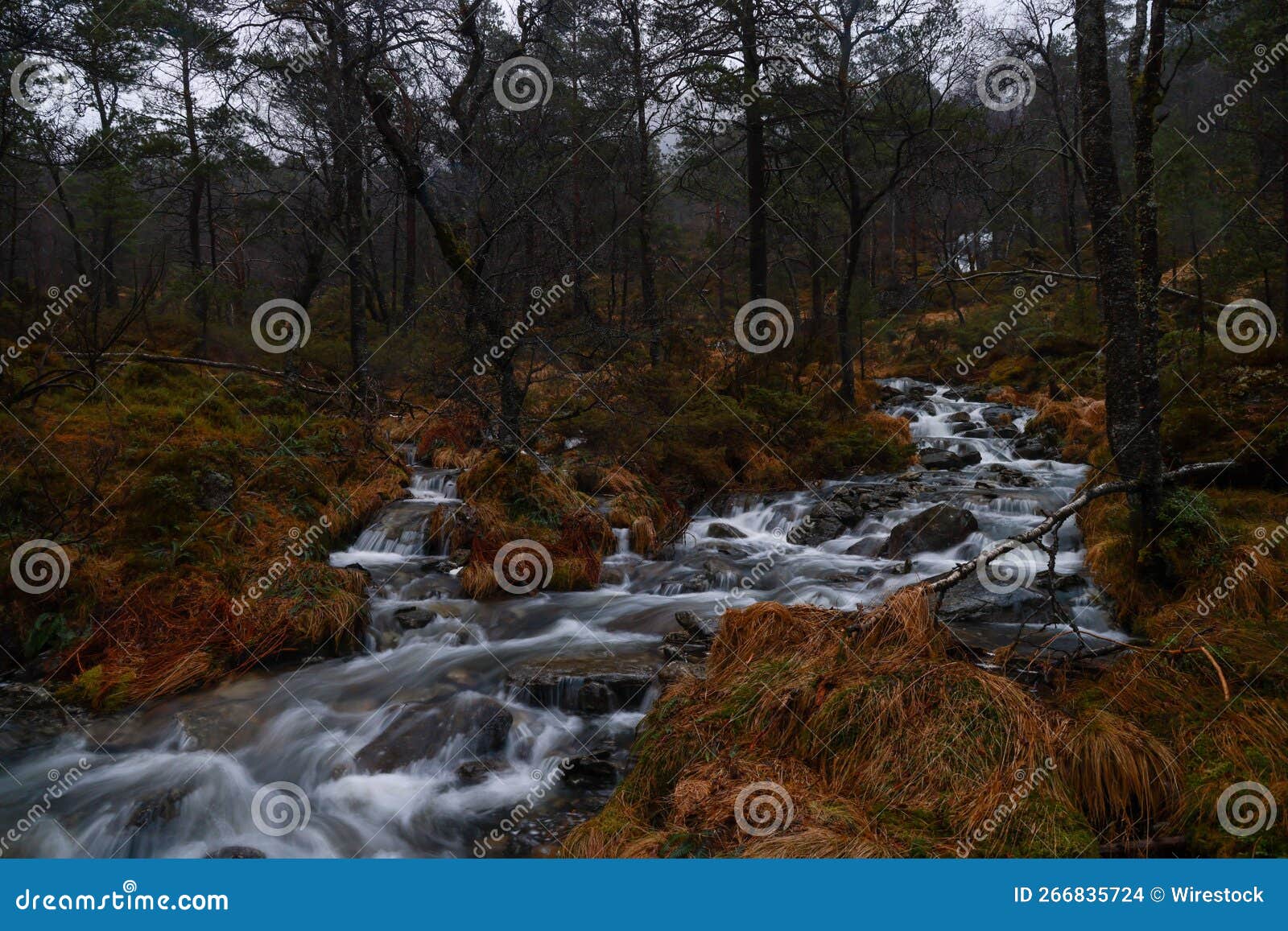 Beautiful River Flowing through the Dark Forest. Stock Photo - Image of ...