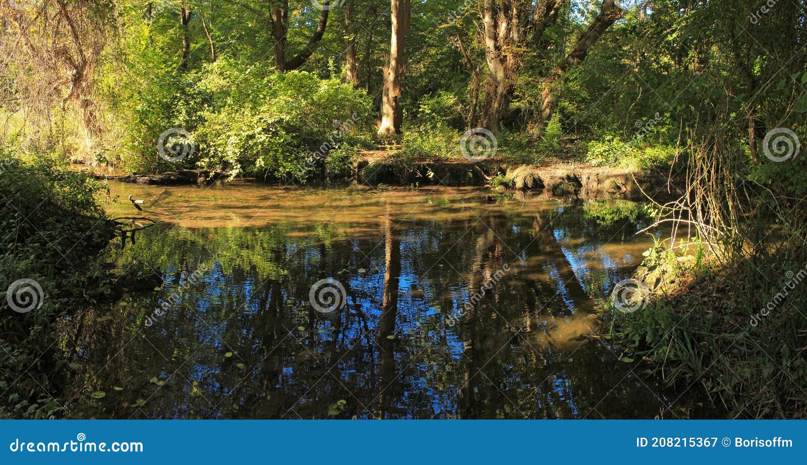 A Beautiful River Flowing through the Forest Stock Image - Image of ...