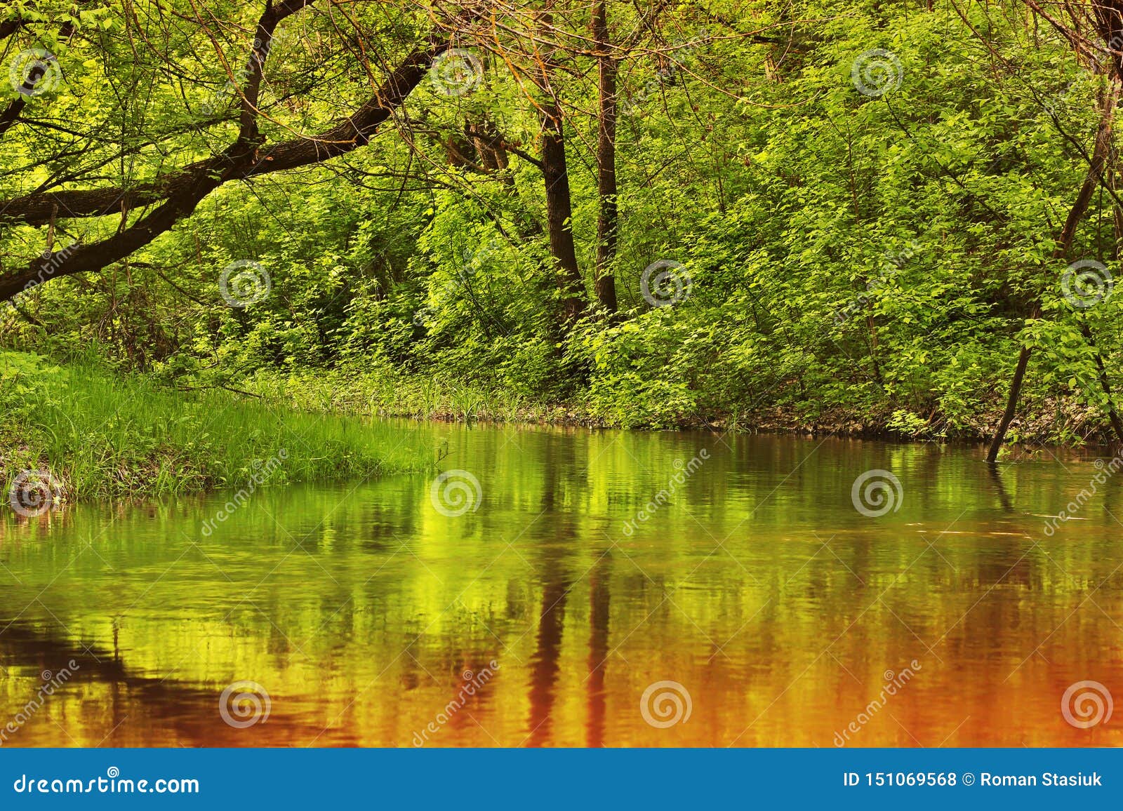 Beautiful River in the Forest. Reflection of Trees in the Water Stock ...