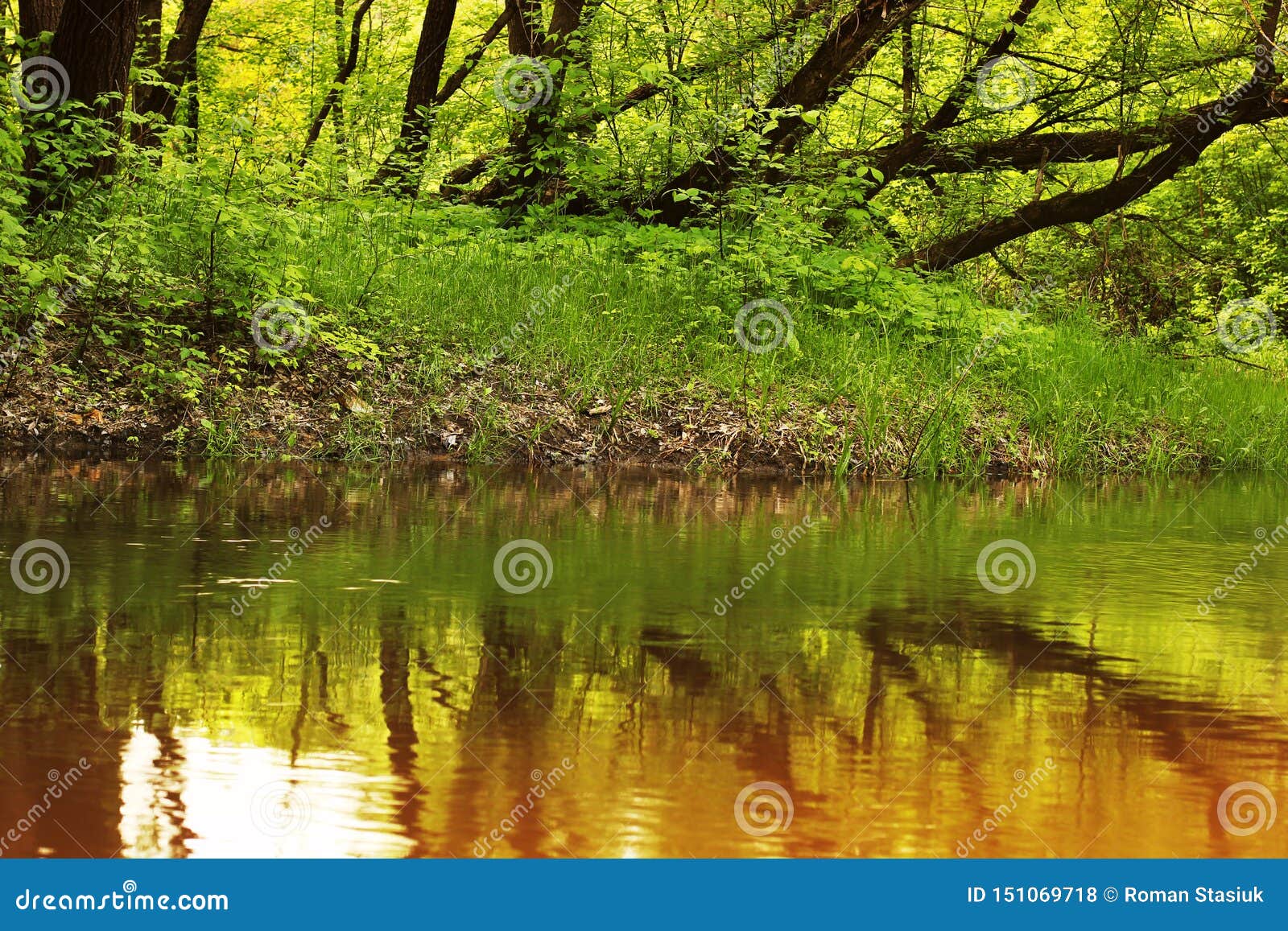 Beautiful River in the Forest. Reflection of Trees in the Water Stock ...