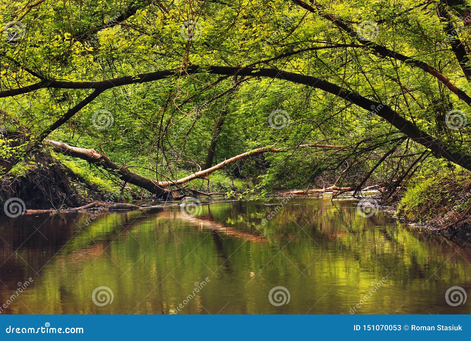 Beautiful River in the Forest. Reflection of Trees in the Water Stock ...