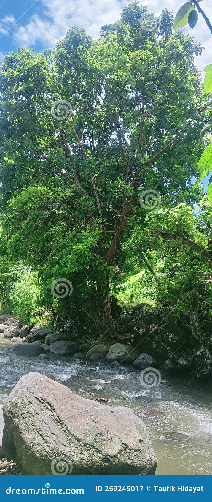 Beautiful river in Medan stock image. Image of leaf - 259245017