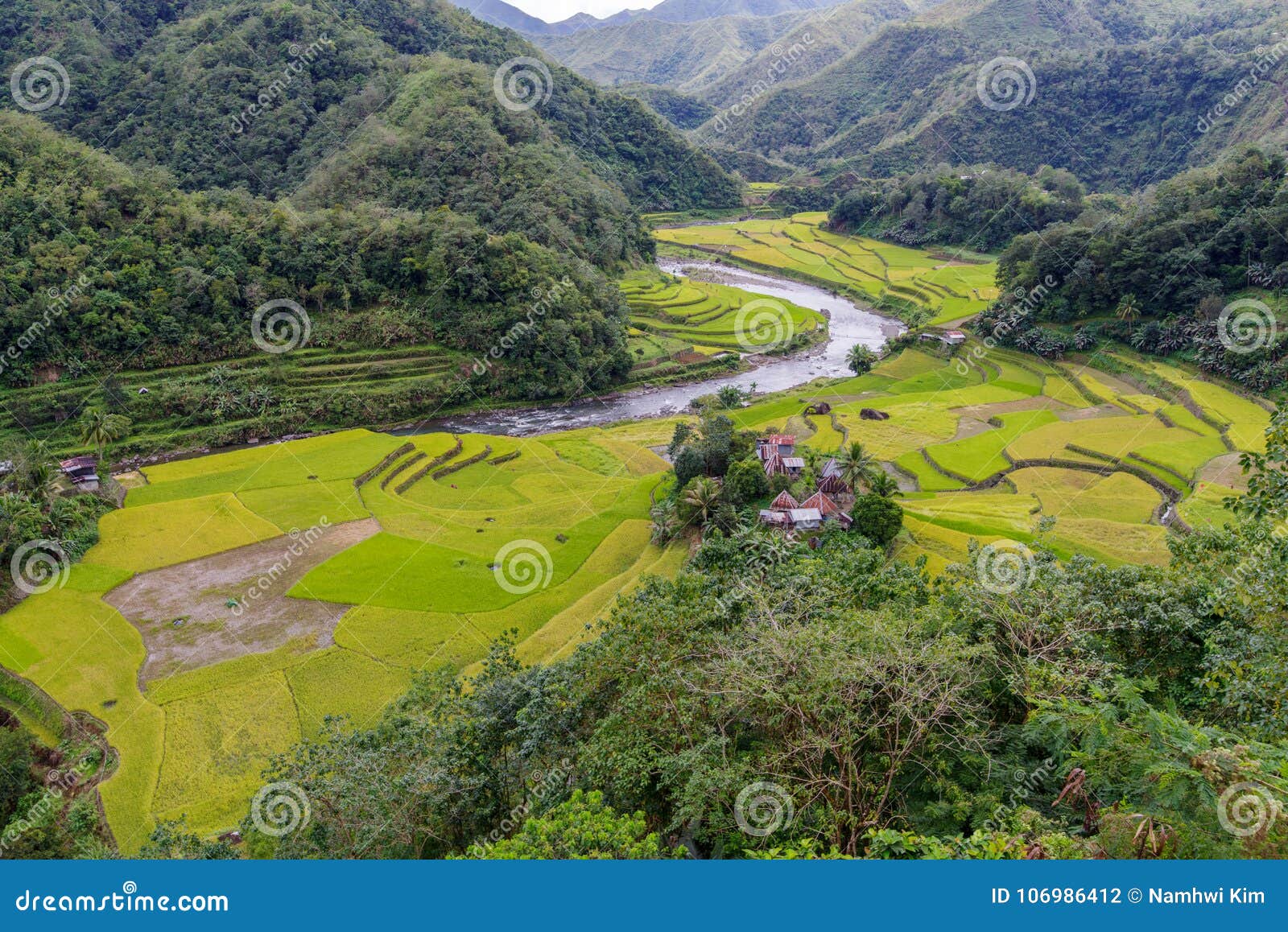 Beautiful River and Rice Field in Banaue Stock Photo - Image of tree ...