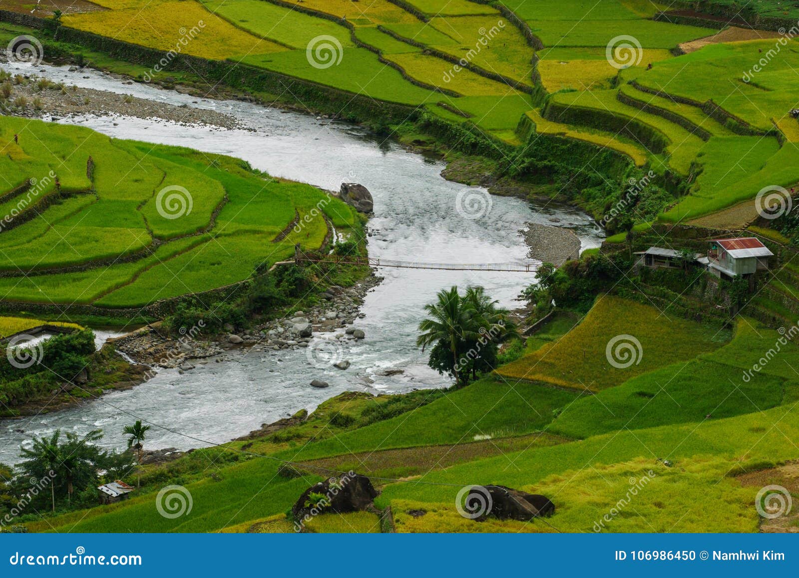 Beautiful River and Rice Field in Banaue Stock Photo - Image of ...