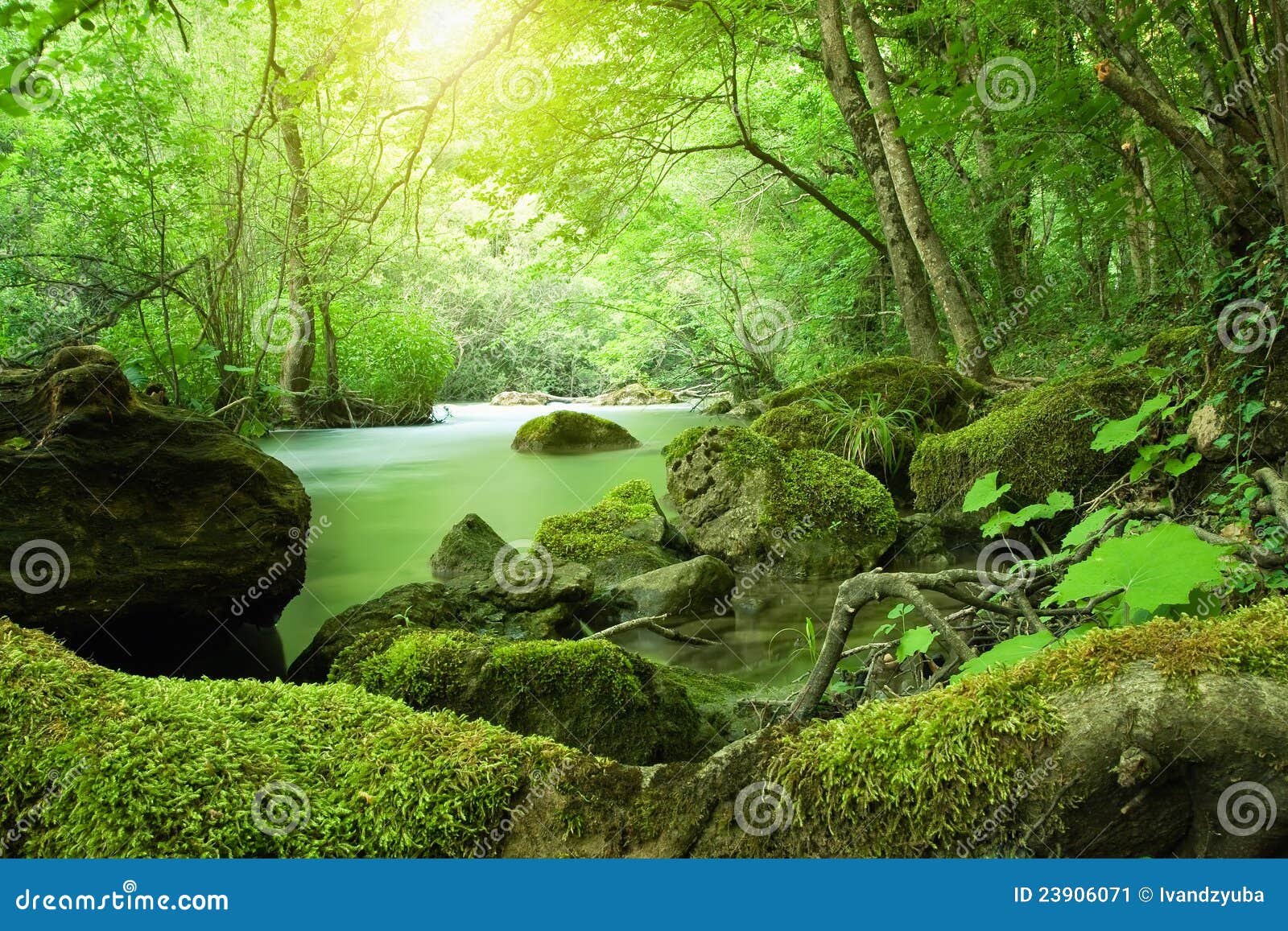 Beautiful River in the Sunny Forest Stock Image - Image of jungle, leaf ...
