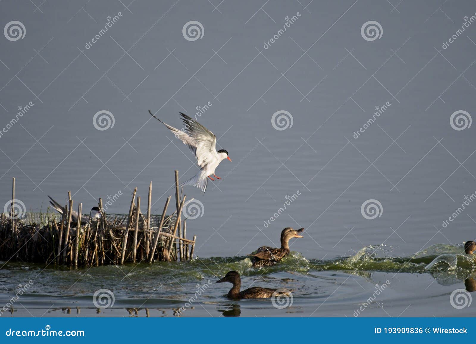 Beautiful River Tern Birds in Their Nest in the Lake Stock Photo ...