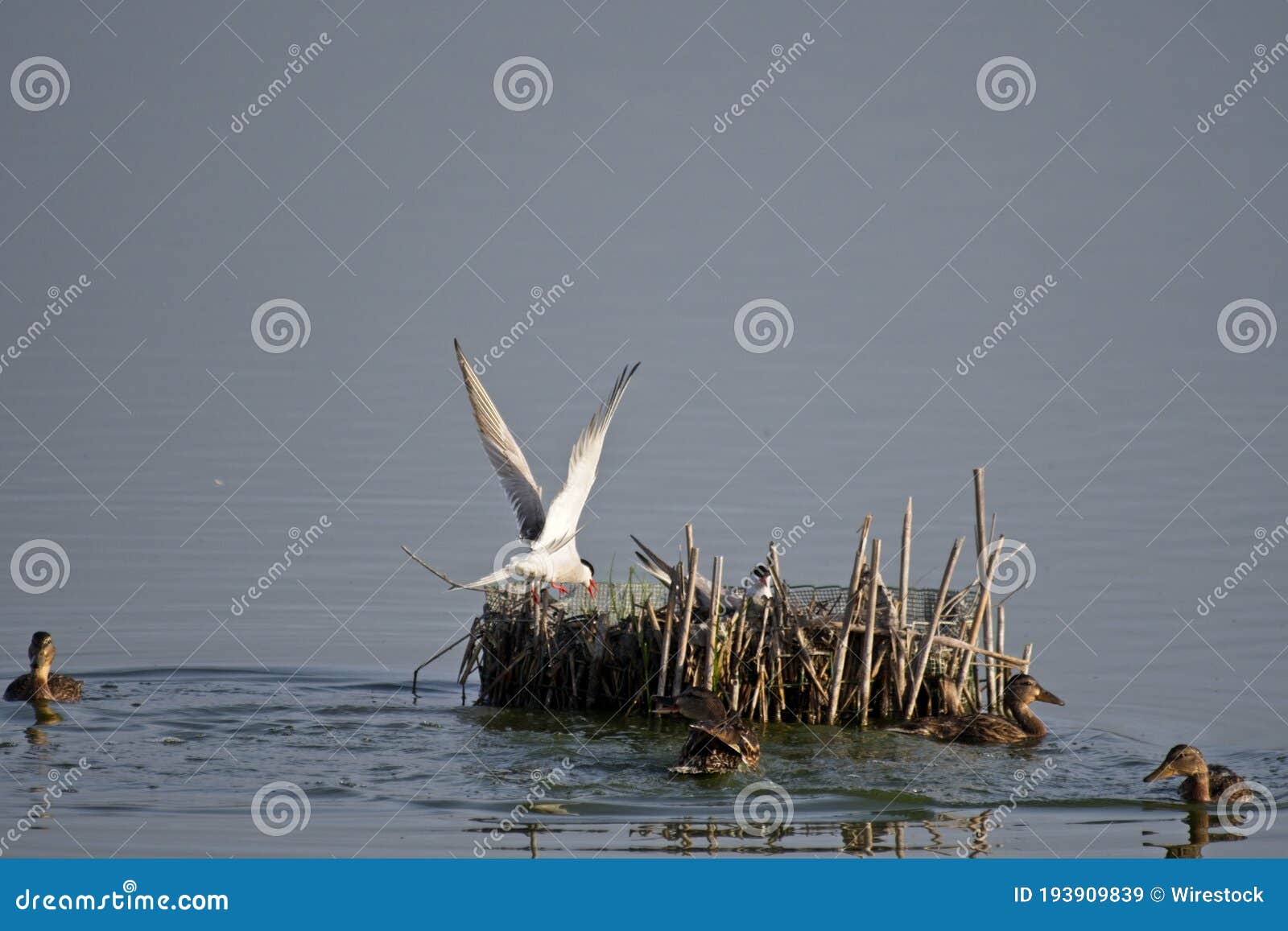 Beautiful River Tern Birds in Their Nest in the Lake Stock Image ...