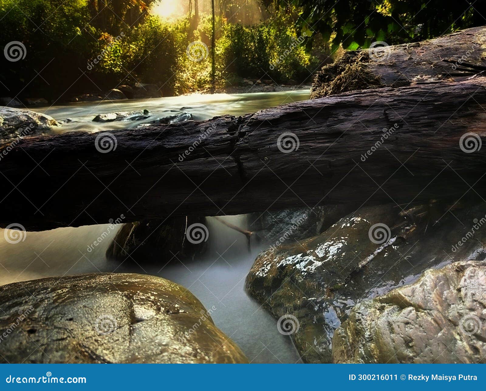 Beautiful River and a Tree in the Middle of the Sumatran River ...