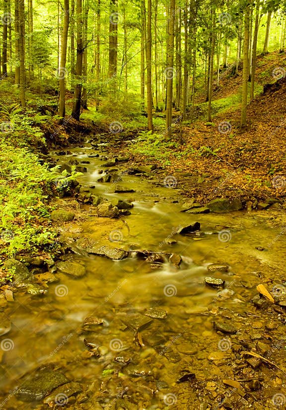 Beautiful river in woods stock image. Image of summer - 25001339