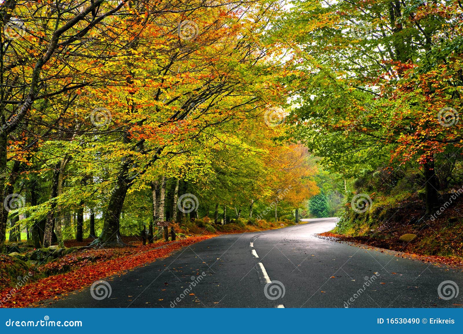 Beautiful road stock photo. Image of park, golden, oaks - 16530490