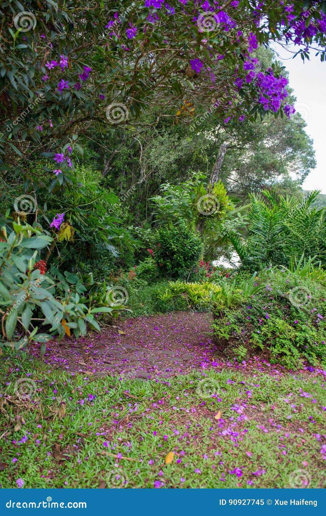 Beautiful road stock image. Image of road, blooming, flower - 90927745