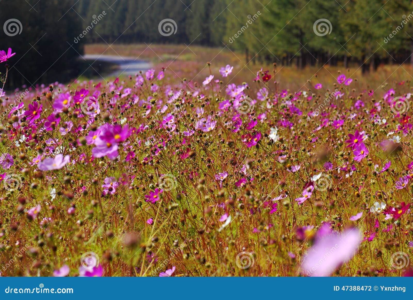 A Beautiful Road with Flowers Stock Photo - Image of europe, fall: 47388472