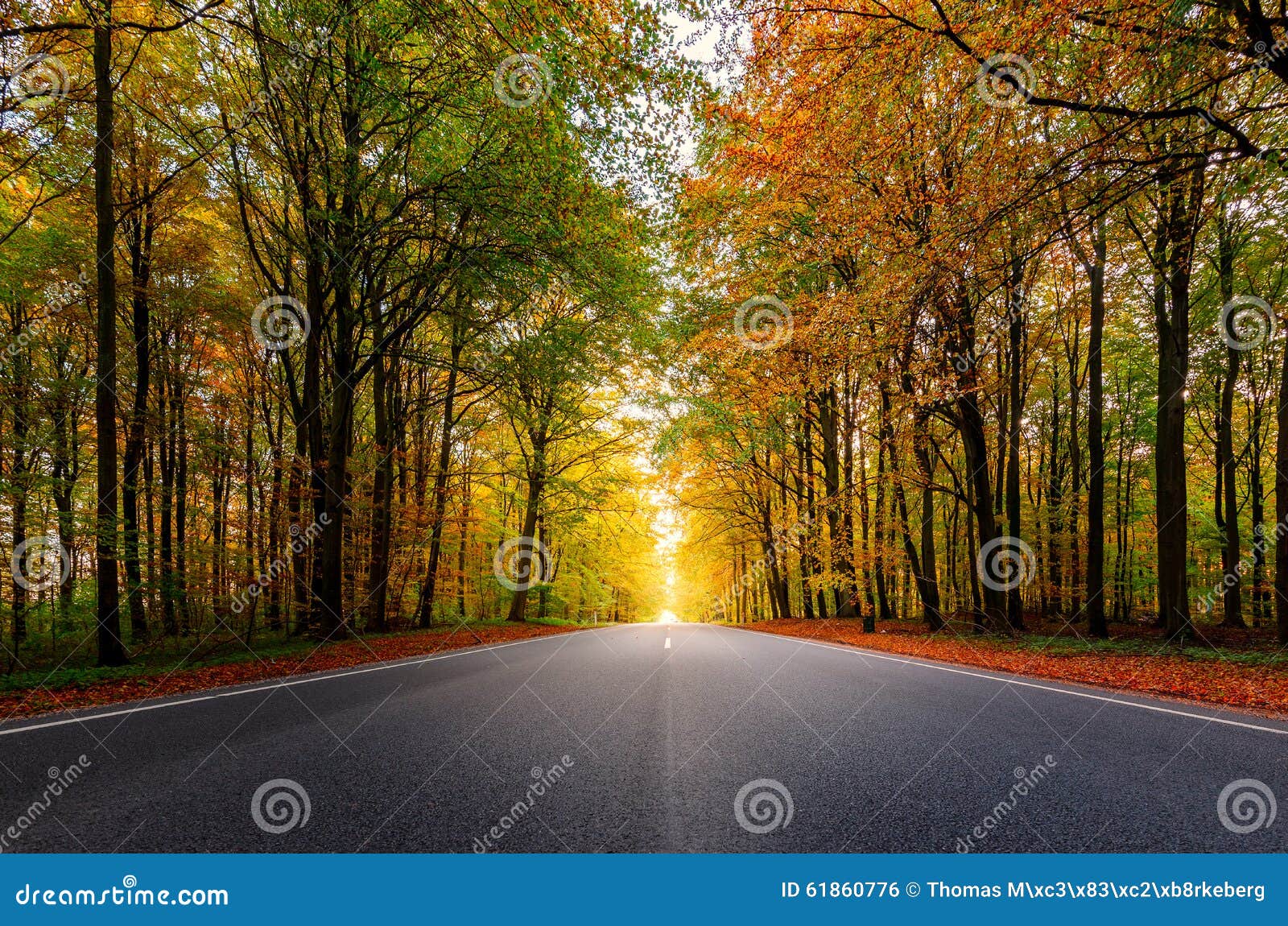 A Beautiful Road through a Forest during Autumn Stock Photo - Image of ...