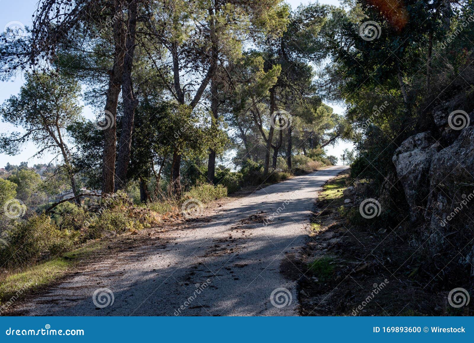 Beautiful Road Going through the Trees in the Middle of the Forest ...