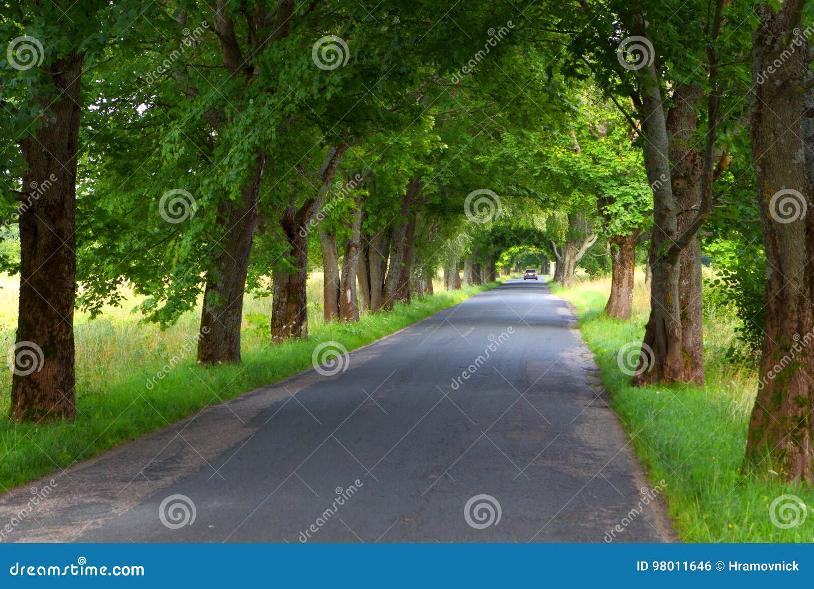Beautiful Road in a Grove of Trees. Stock Photo - Image of summer, tree ...