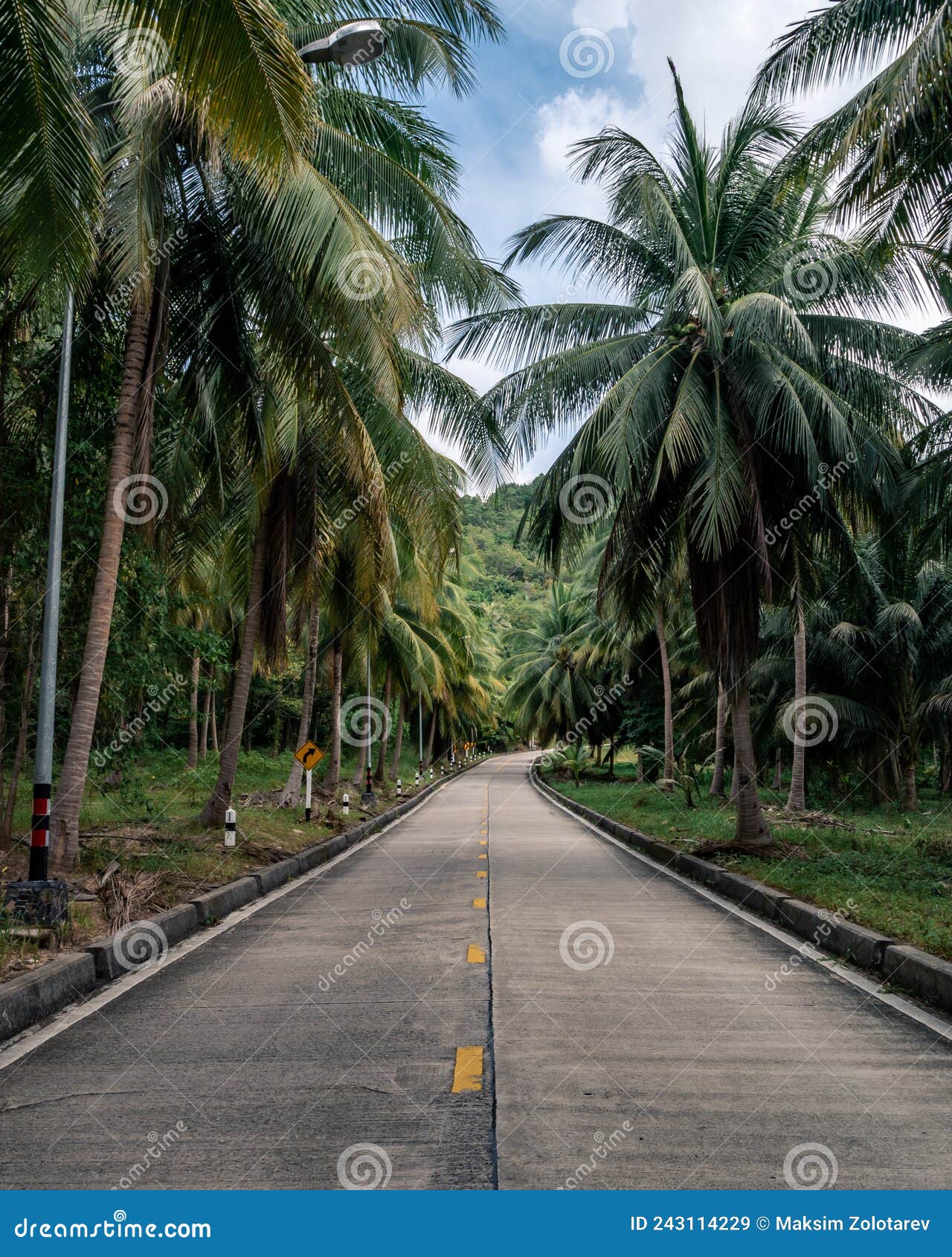 Beautiful Road through the Jungle with Palm Trees Stock Image - Image ...
