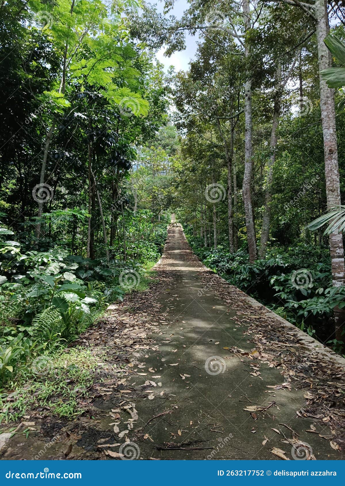 Beautiful Road in the Middle of Indonesian Forest Stock Photo - Image ...