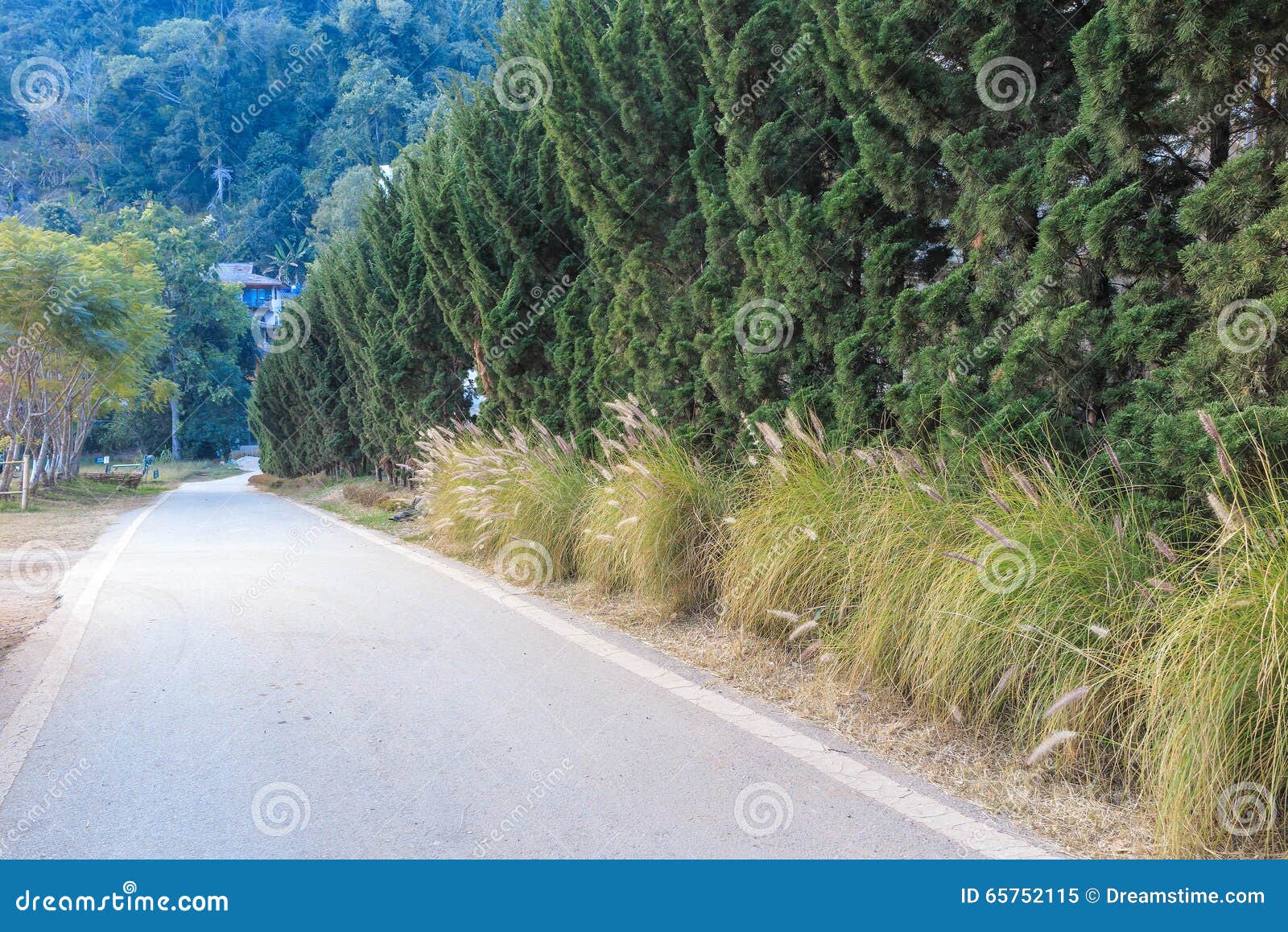 Beautiful Road with Pine Tree Stock Image - Image of beauty ...