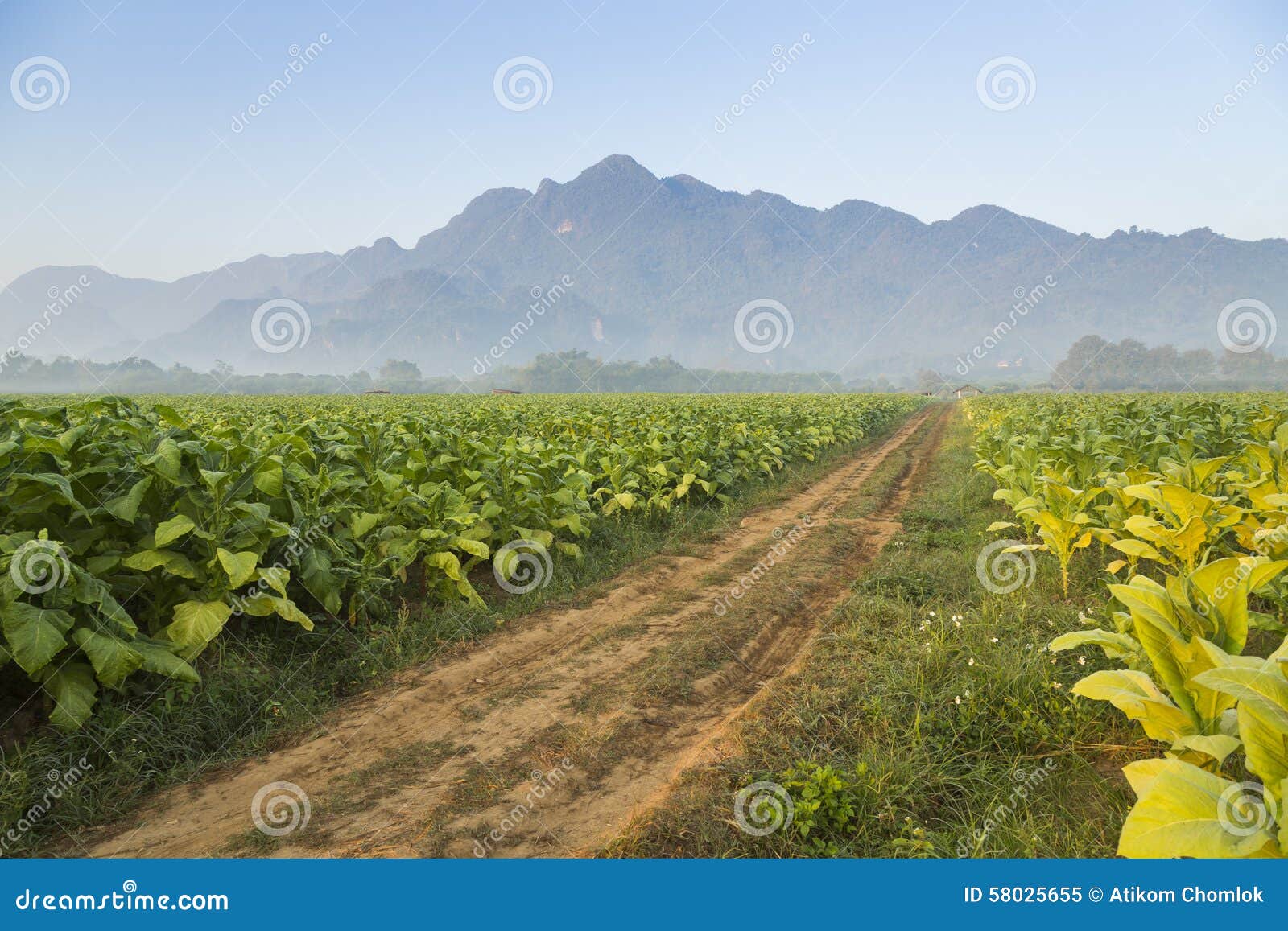 Beautiful Road in the Tobacco Fields with Mountain Stock Image - Image ...