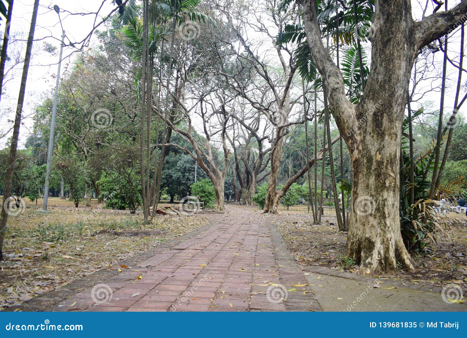 Beautiful Road with Trees Besdie Stock Image - Image of trees, walkway ...