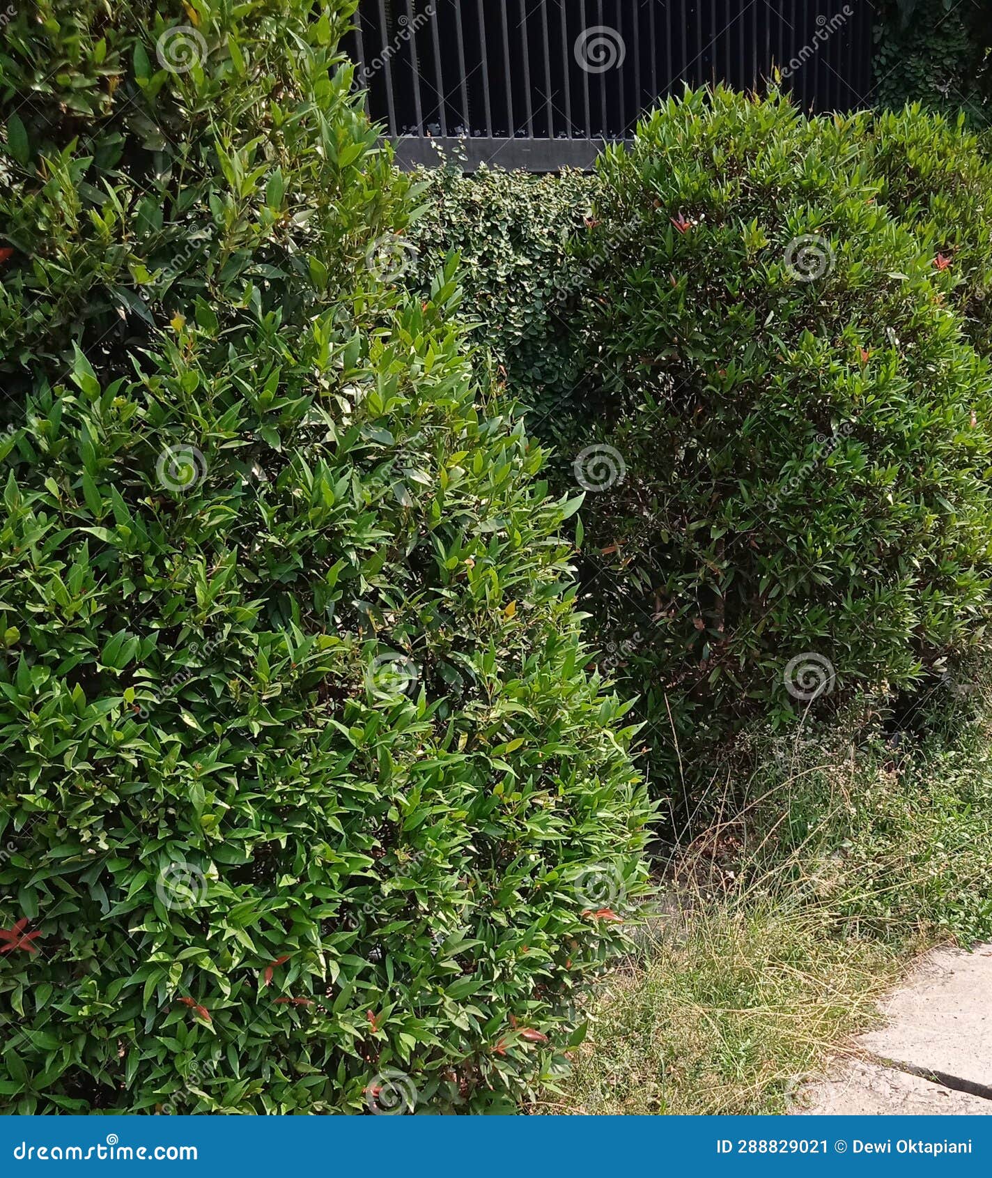 Beautiful roadside tree stock image. Image of leaf, roadside - 288829021