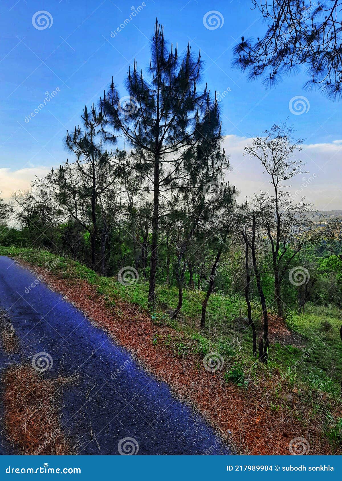 Beautiful Roadside Tree with High Contrast Stock Photo - Image of ...