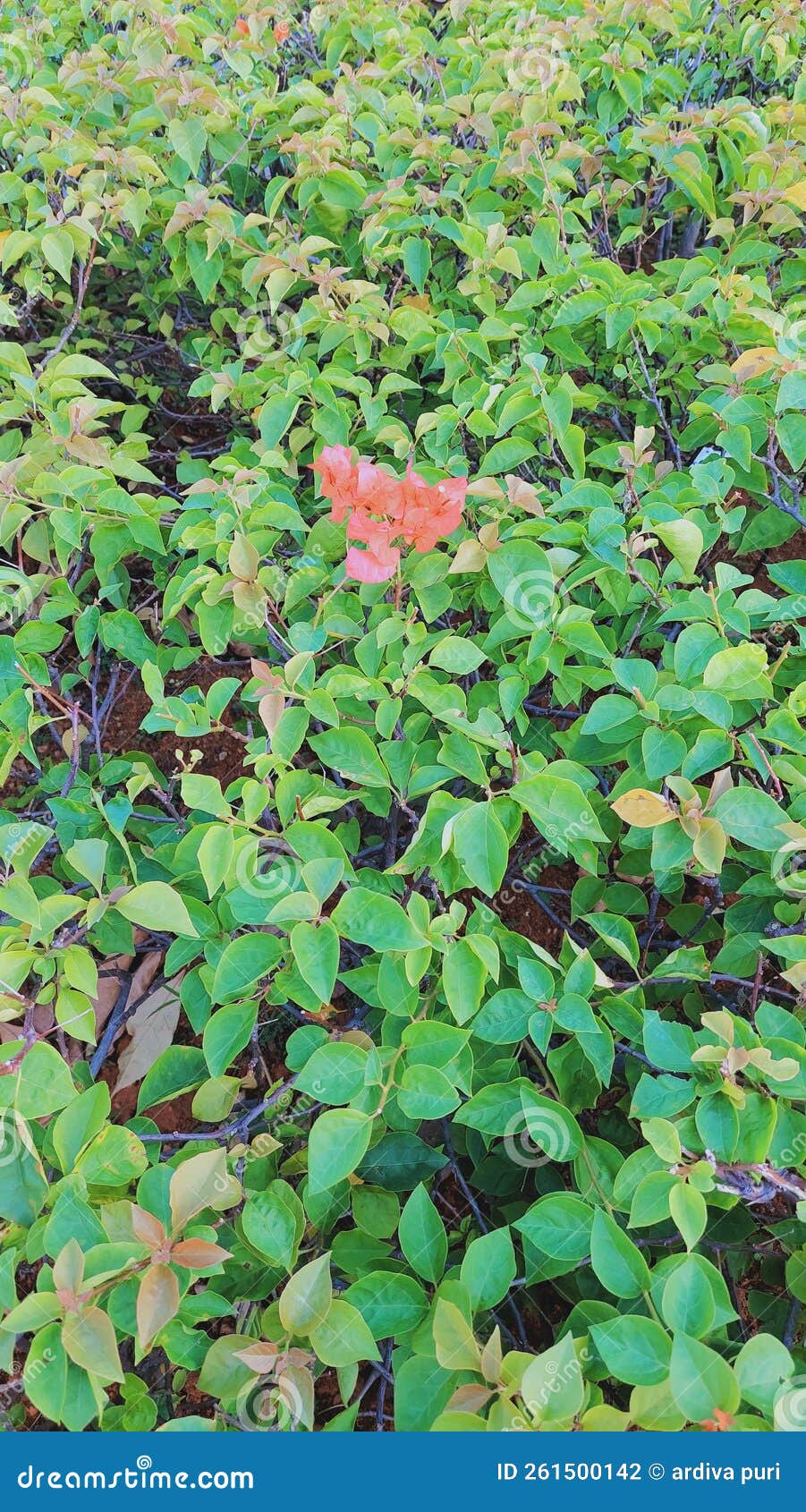 Beautiful roadside weeds stock photo. Image of leaf - 261500142