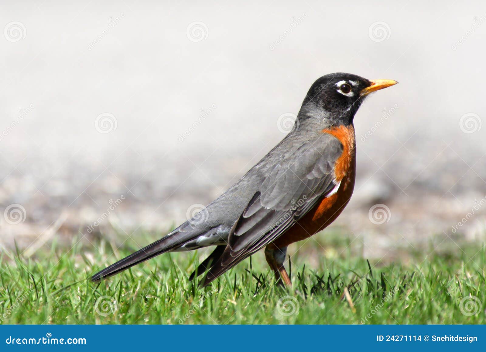 Beautiful Robin stock photo. Image of wilderness, bird - 24271114
