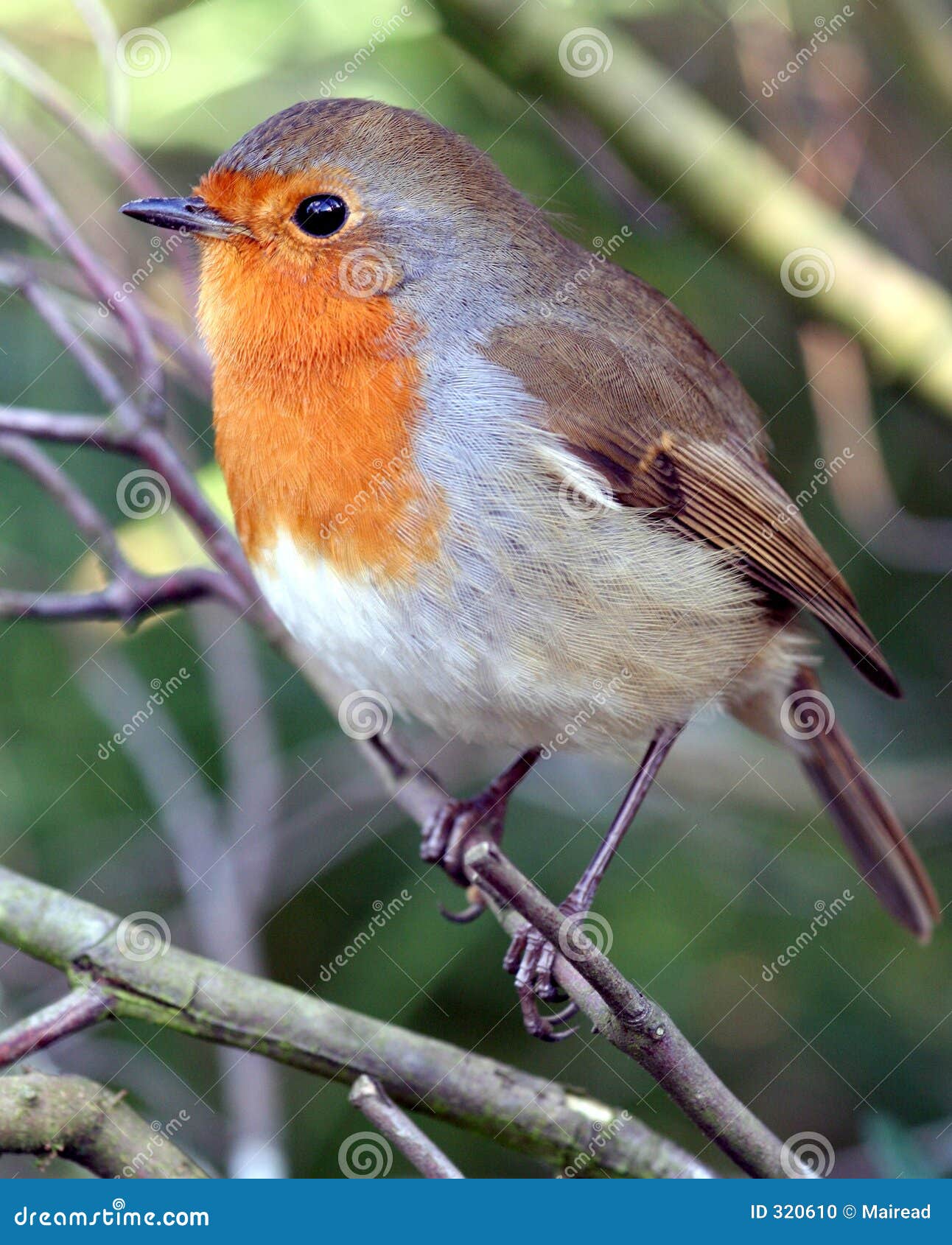 Beautiful Robin stock photo. Image of xmas, winter, london - 320610
