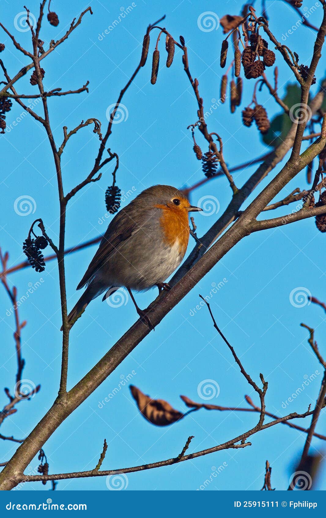 Beautiful robin bird stock image. Image of europe, passerine - 25915111