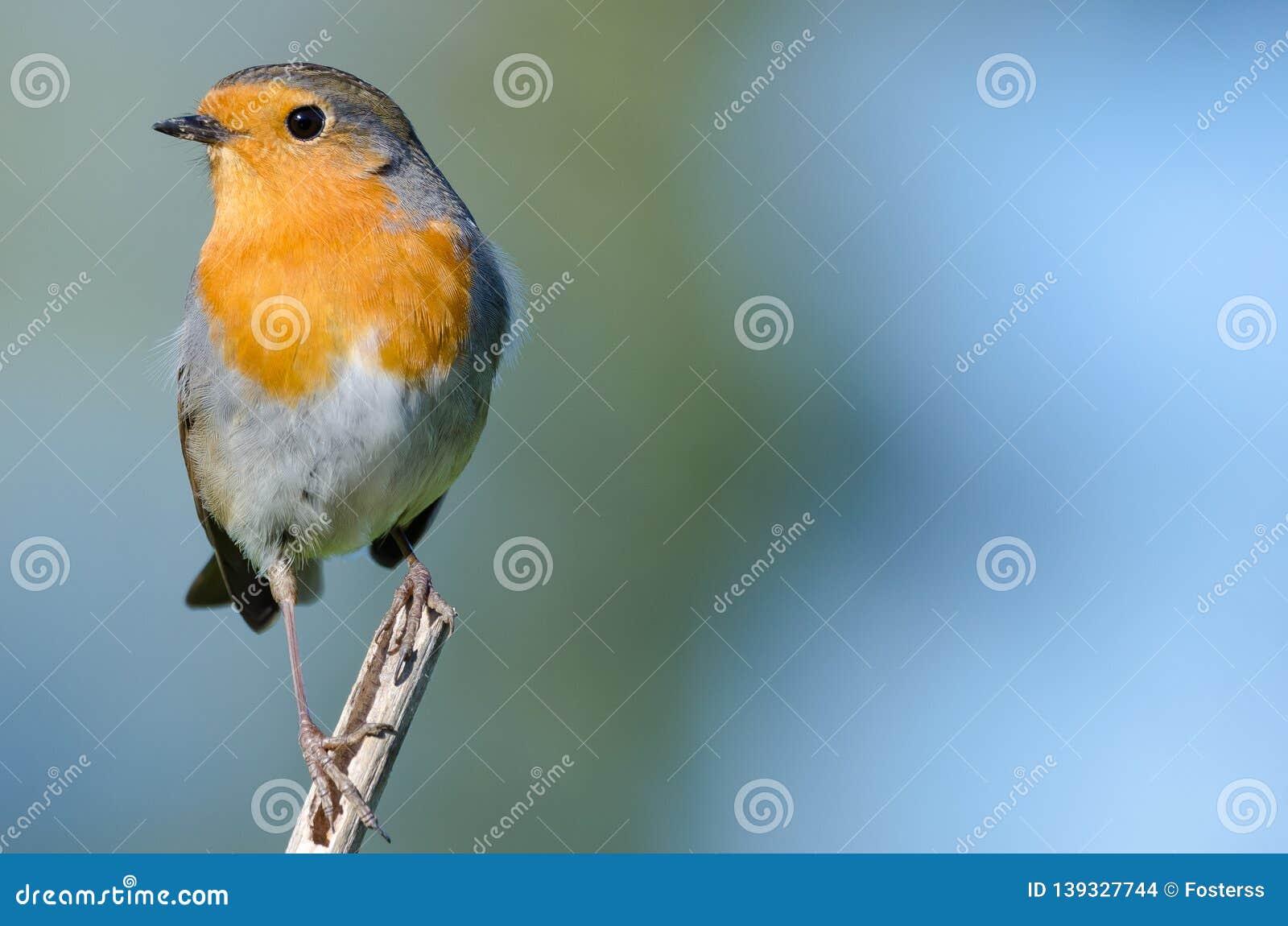 A Beautiful Robin Bird Erithacus Rubecula Stock Photo - Image of chest ...