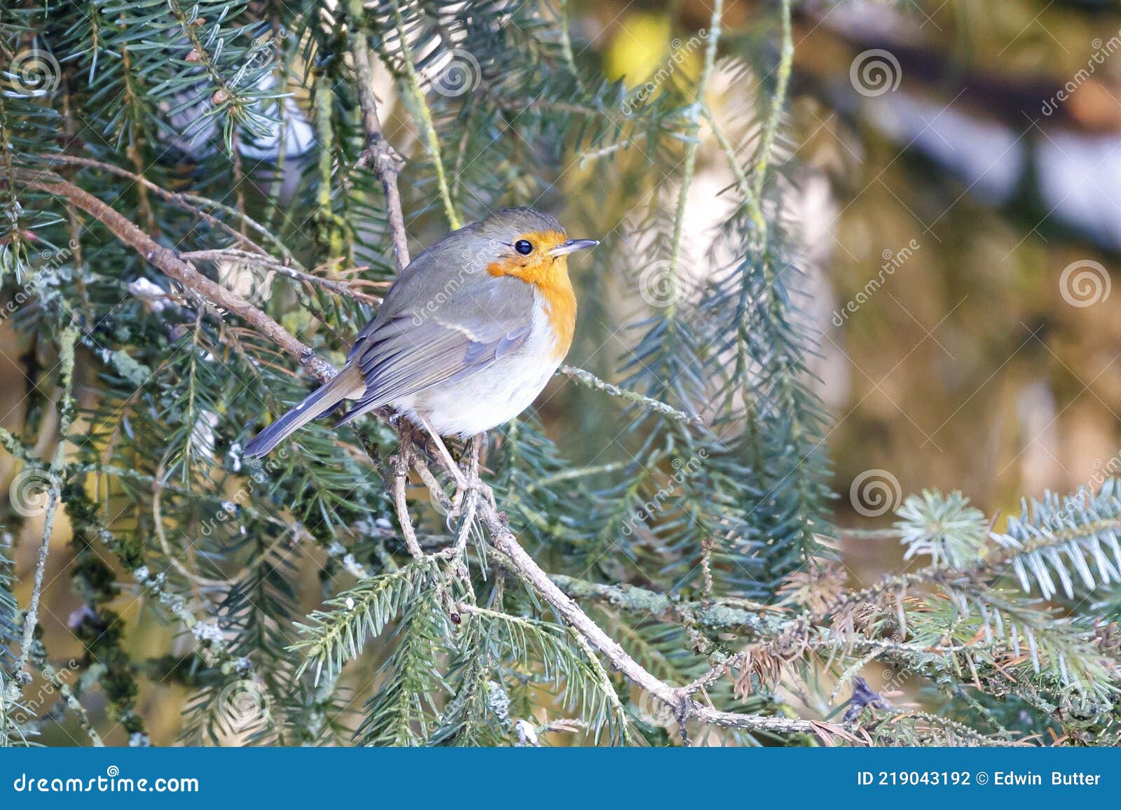 Beautiful Robin bird stock photo. Image of animal, picturesque - 219043192