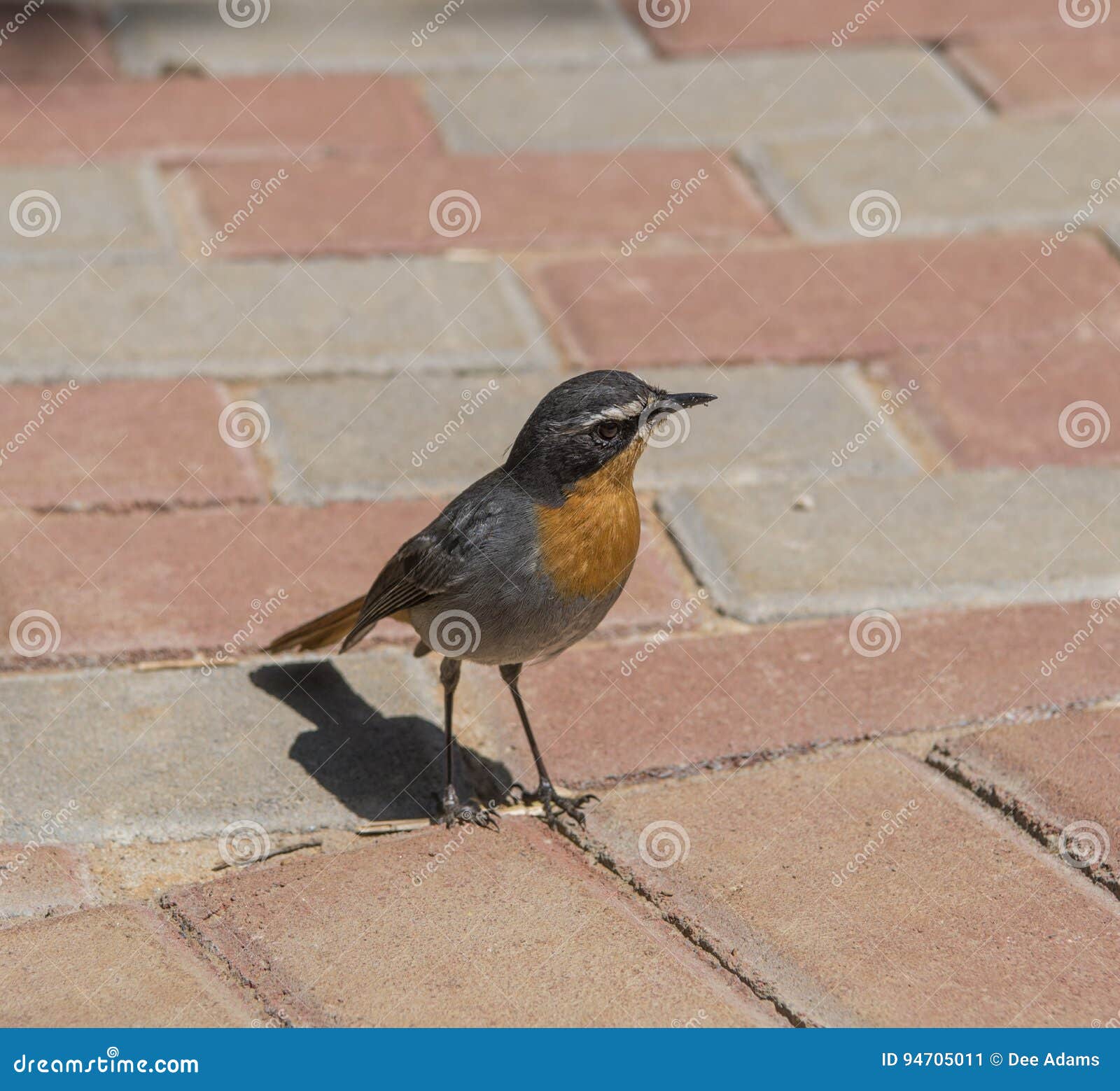A beautiful robin stock image. Image of eyebrow, nature - 94705011