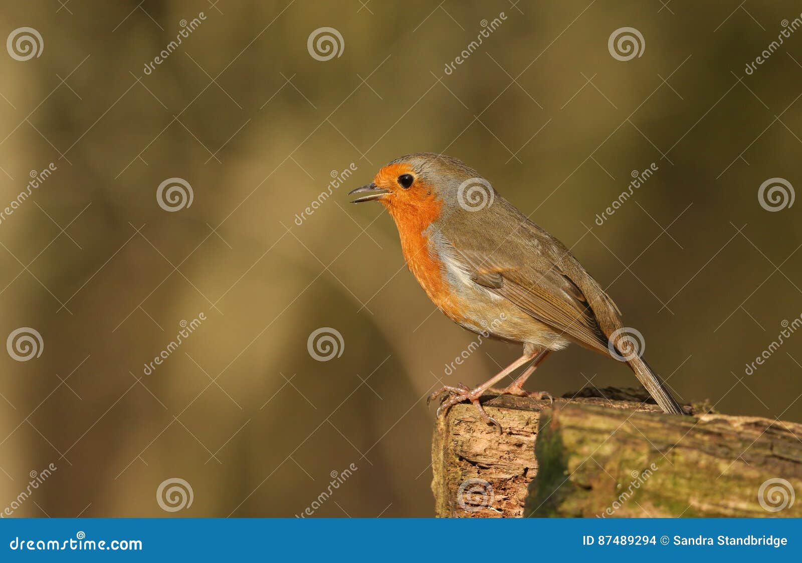 A Beautiful Robin Erithacus Rubecula Perched on a Log Singing. Stock ...