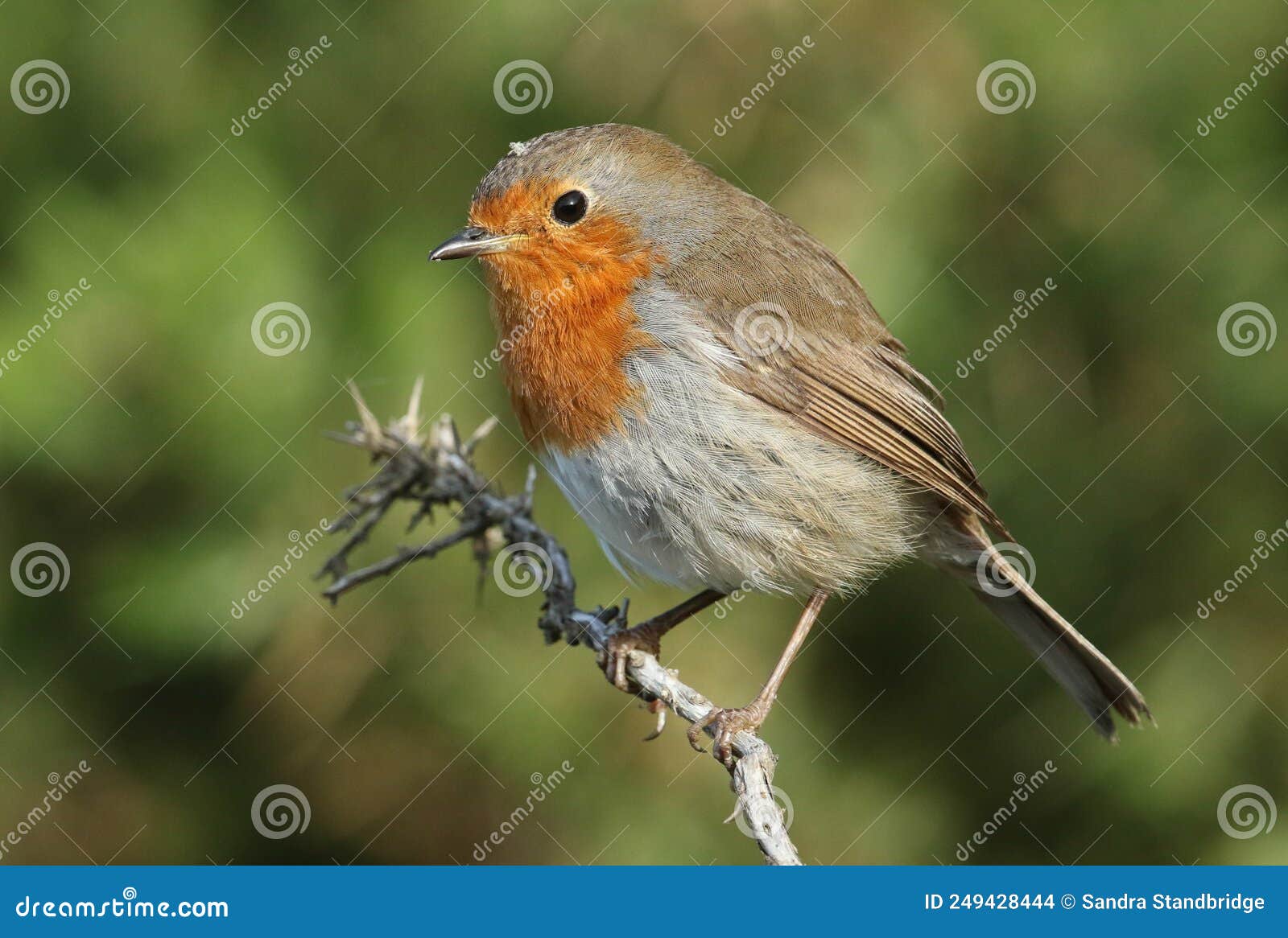 A Beautiful a Beautiful Robin, Erithacus Rubecula, Perching on a Twig ...