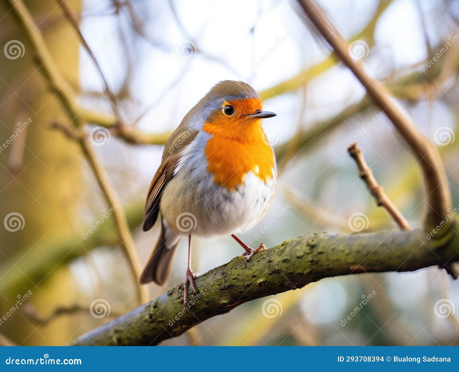 Beautiful Robin stock illustration. Illustration of winter - 293708394