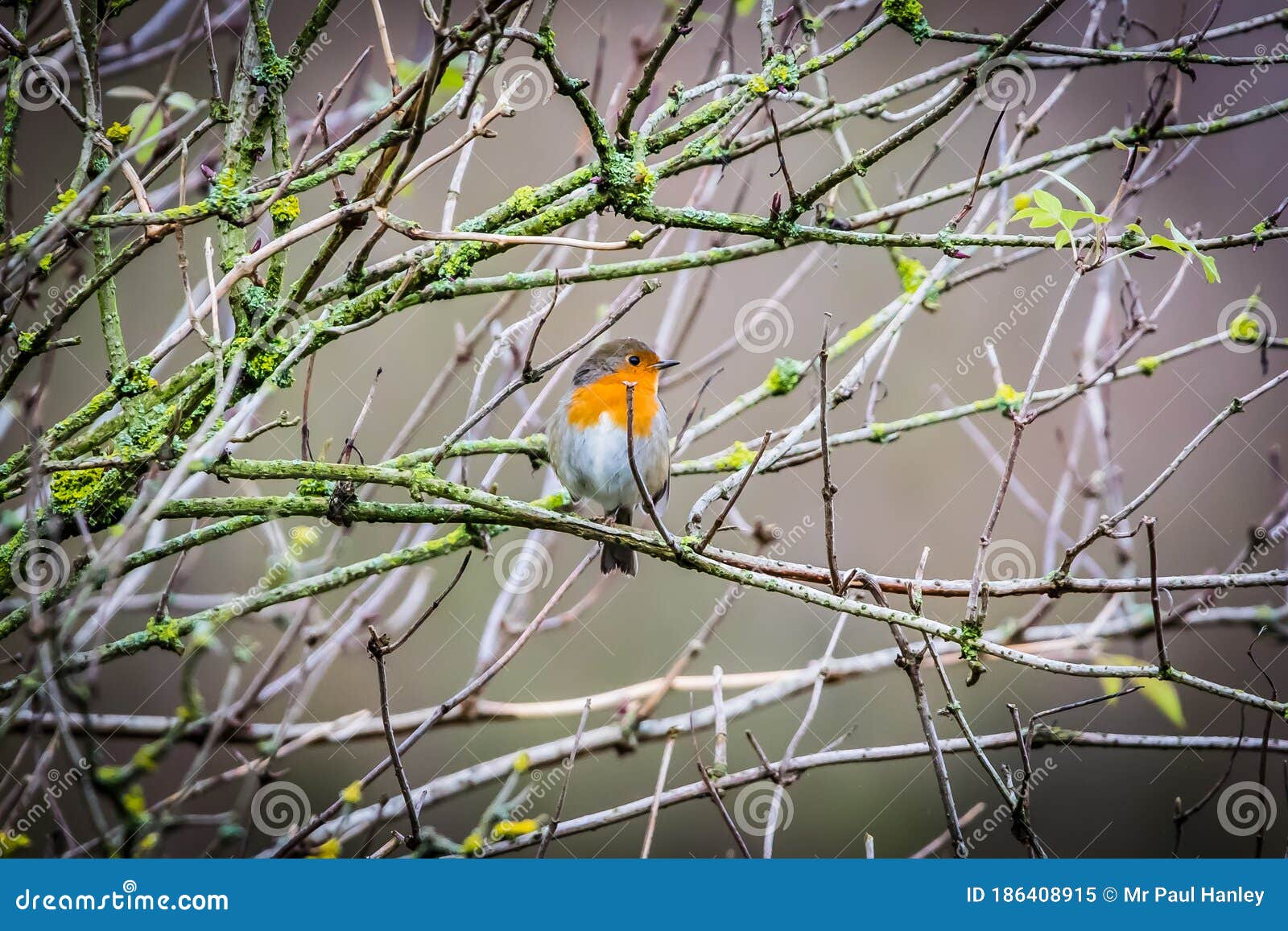 Beautiful Wet Robin With Closed Beak Is Standing On Bare Branch. Stock ...